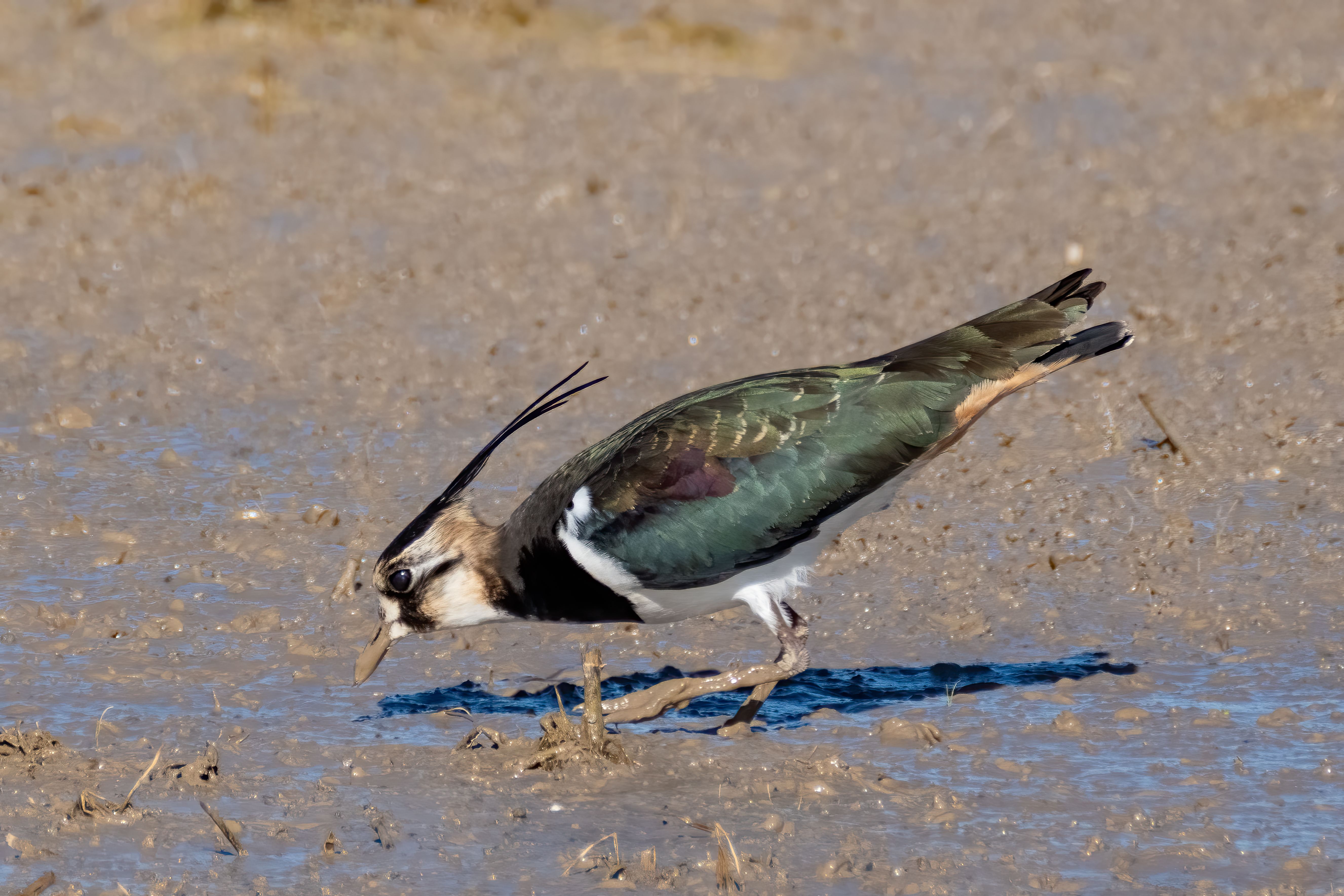 Northern Lapwing in Wetland Habitat, Valencia · Free Stock Photo