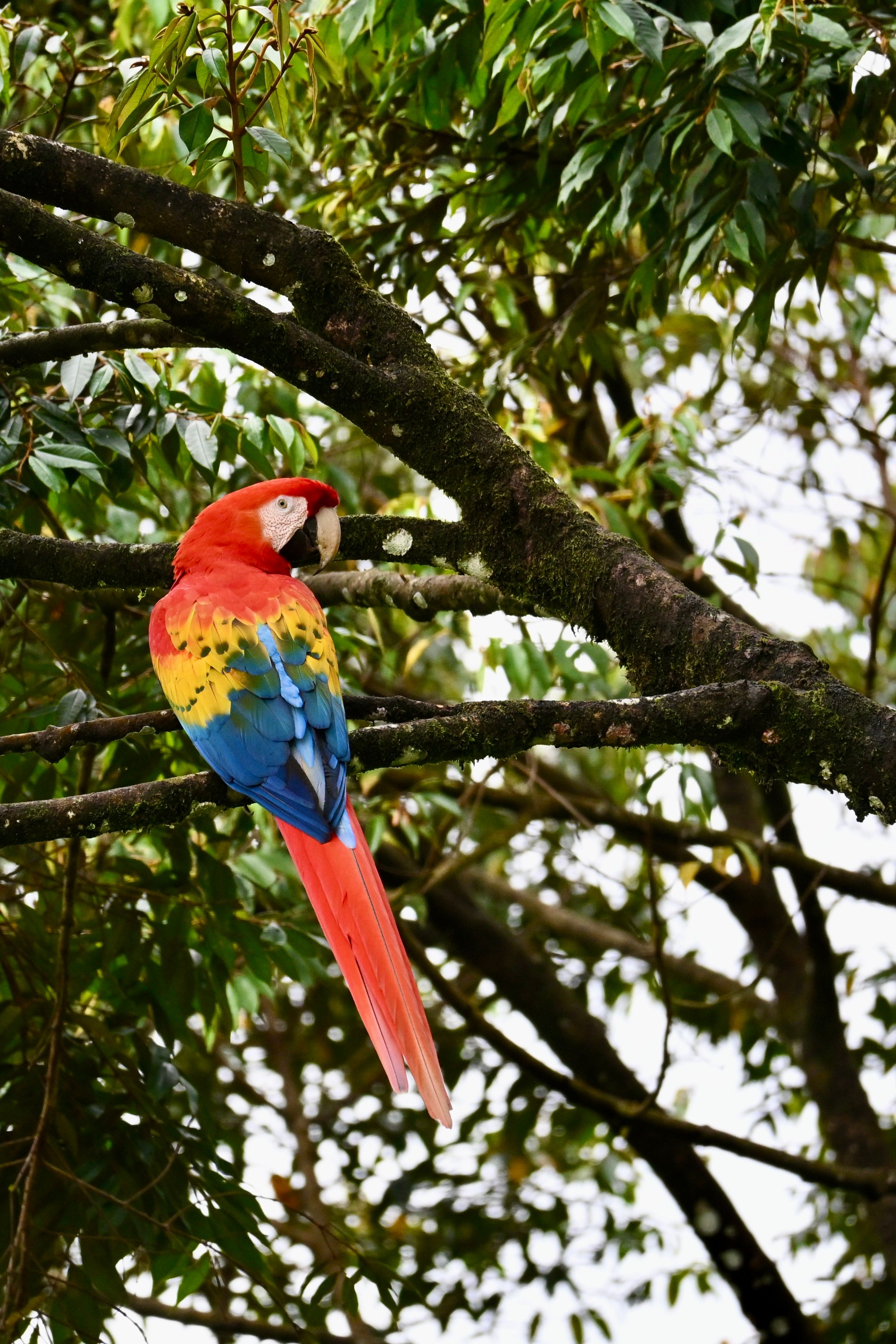 Vibrant Scarlet Macaw in Costa Rican Rainforest · Free Stock Photo