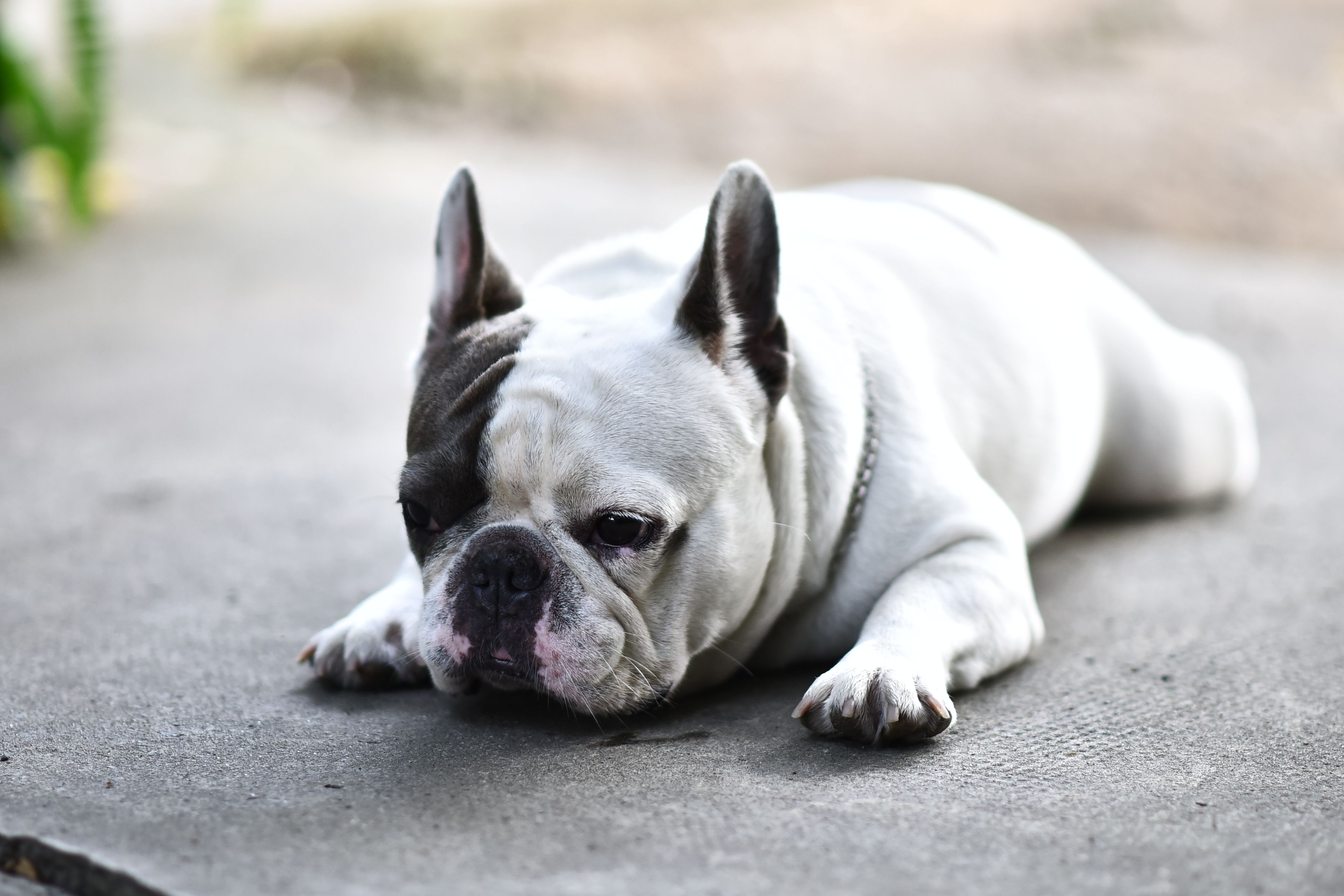 Relaxed French Bulldog on Pavement Outdoors · Free Stock Photo