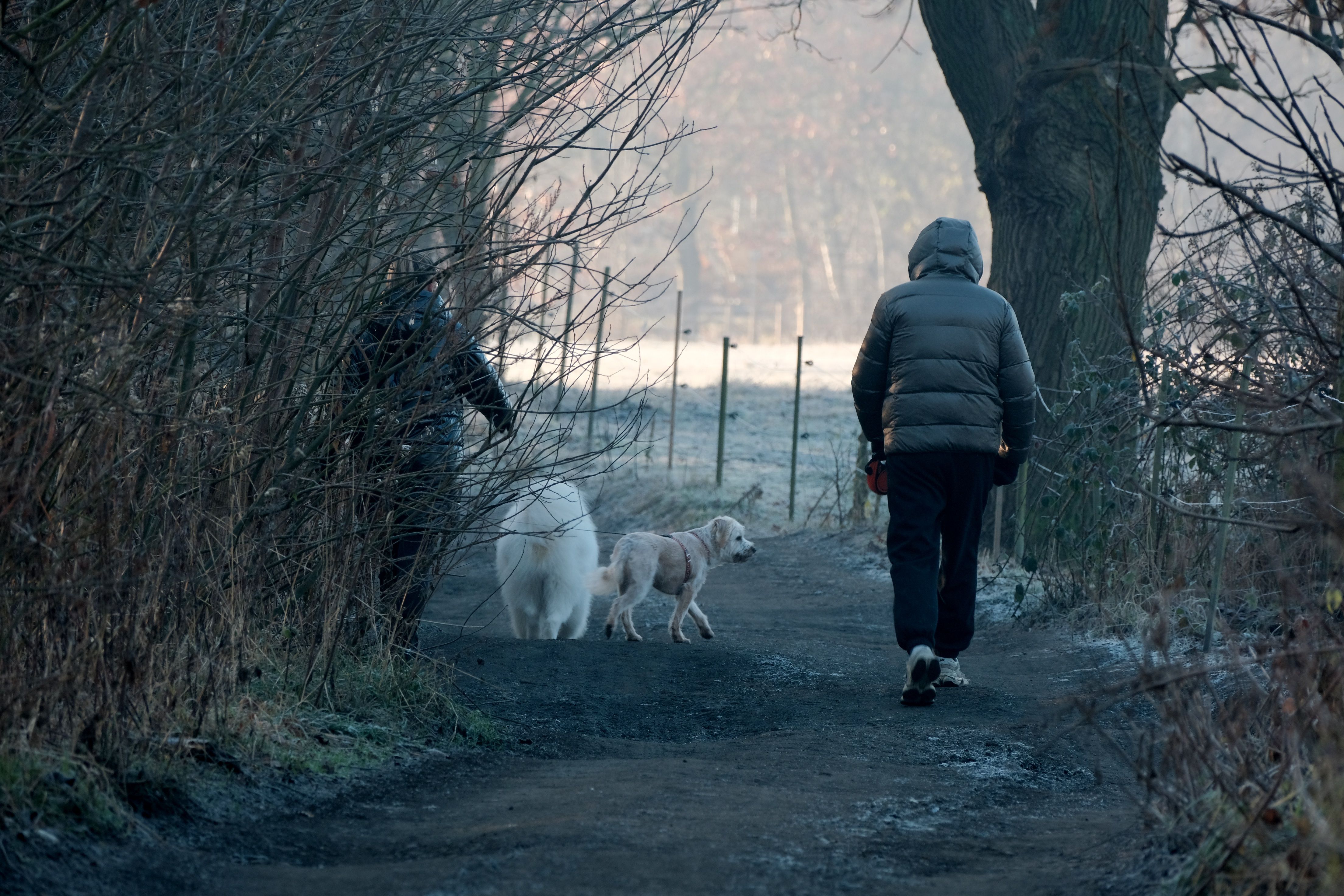 People Walking Dogs Photos, Download The BEST Free People Walking Dogs ...