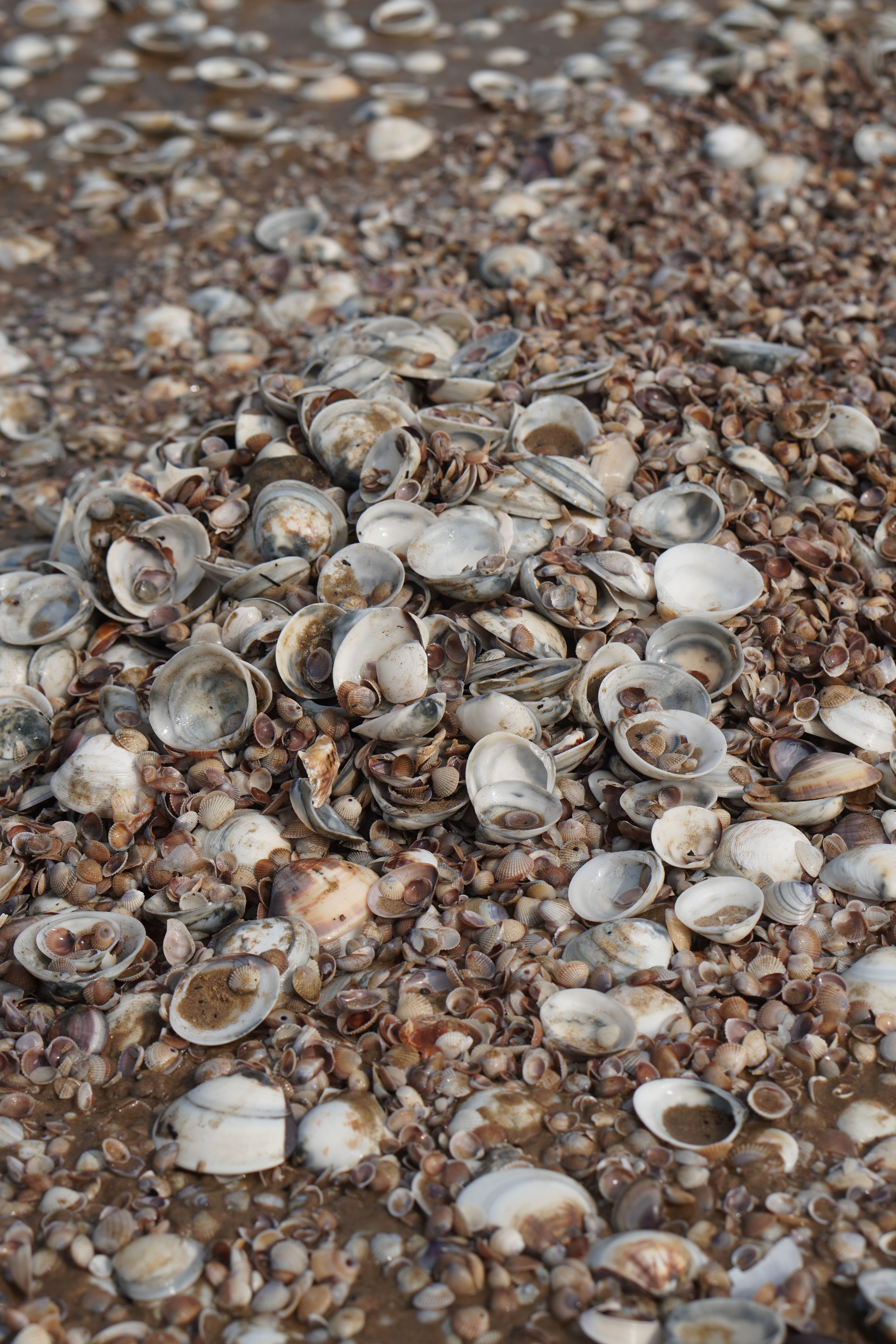 Abundance of Clamshells on a Sandy Beach · Free Stock Photo