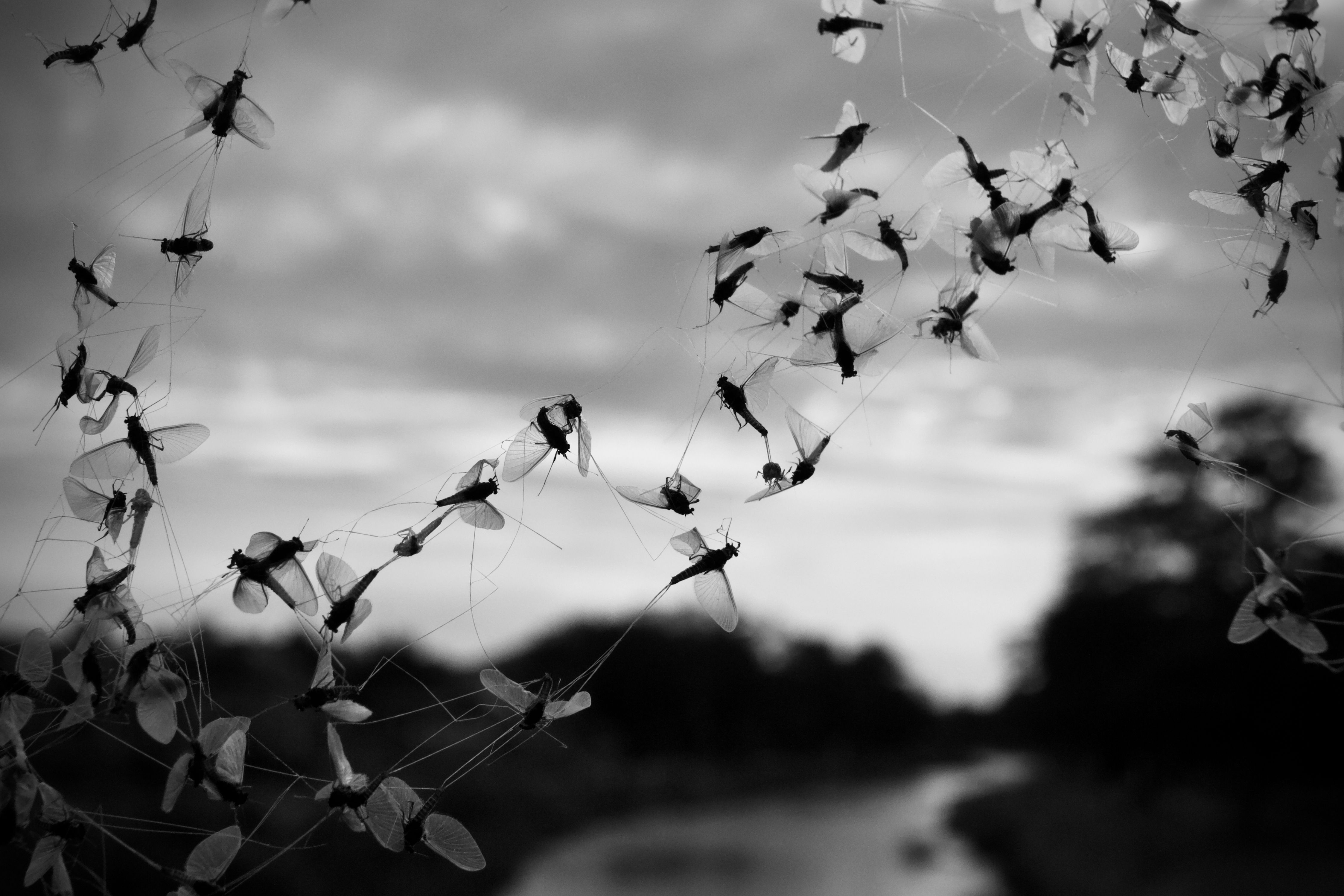 Black and White Close-Up of Insects on Web · Free Stock Photo