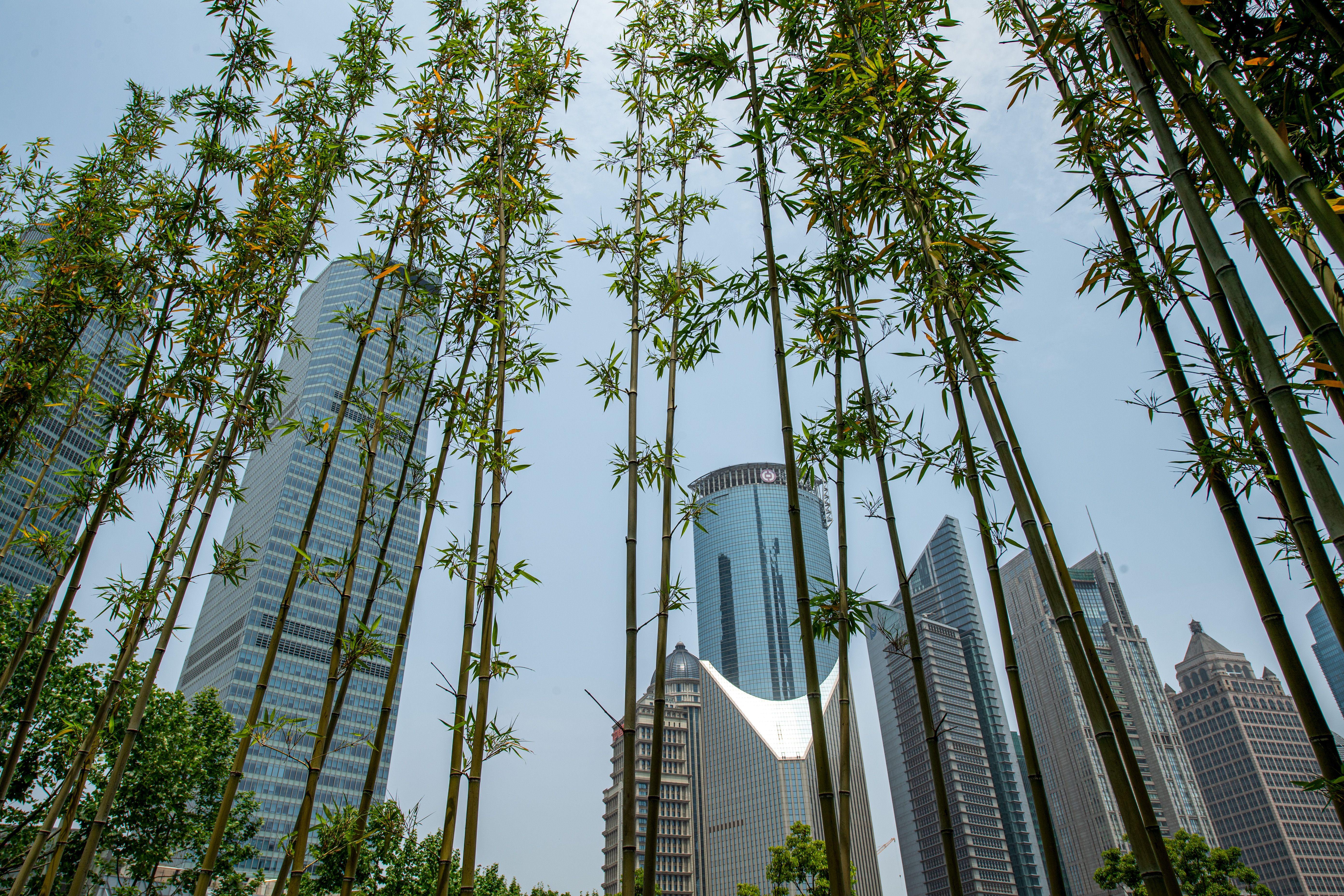 Bamboo and Skyscrapers in Shanghai's Urban Jungle · Free Stock Photo
