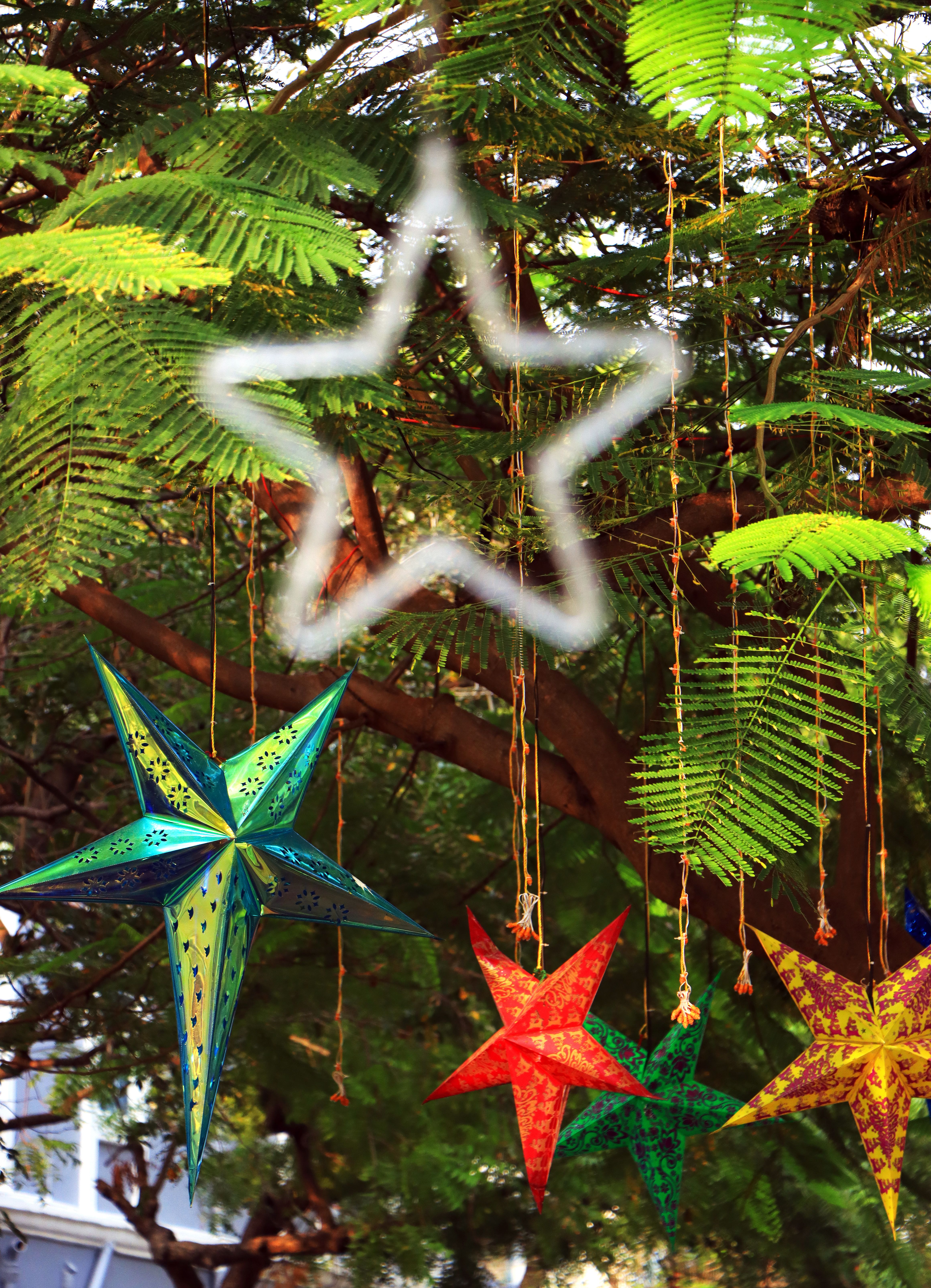 Colorful Hanging Stars in Lush Greenery · Free Stock Photo