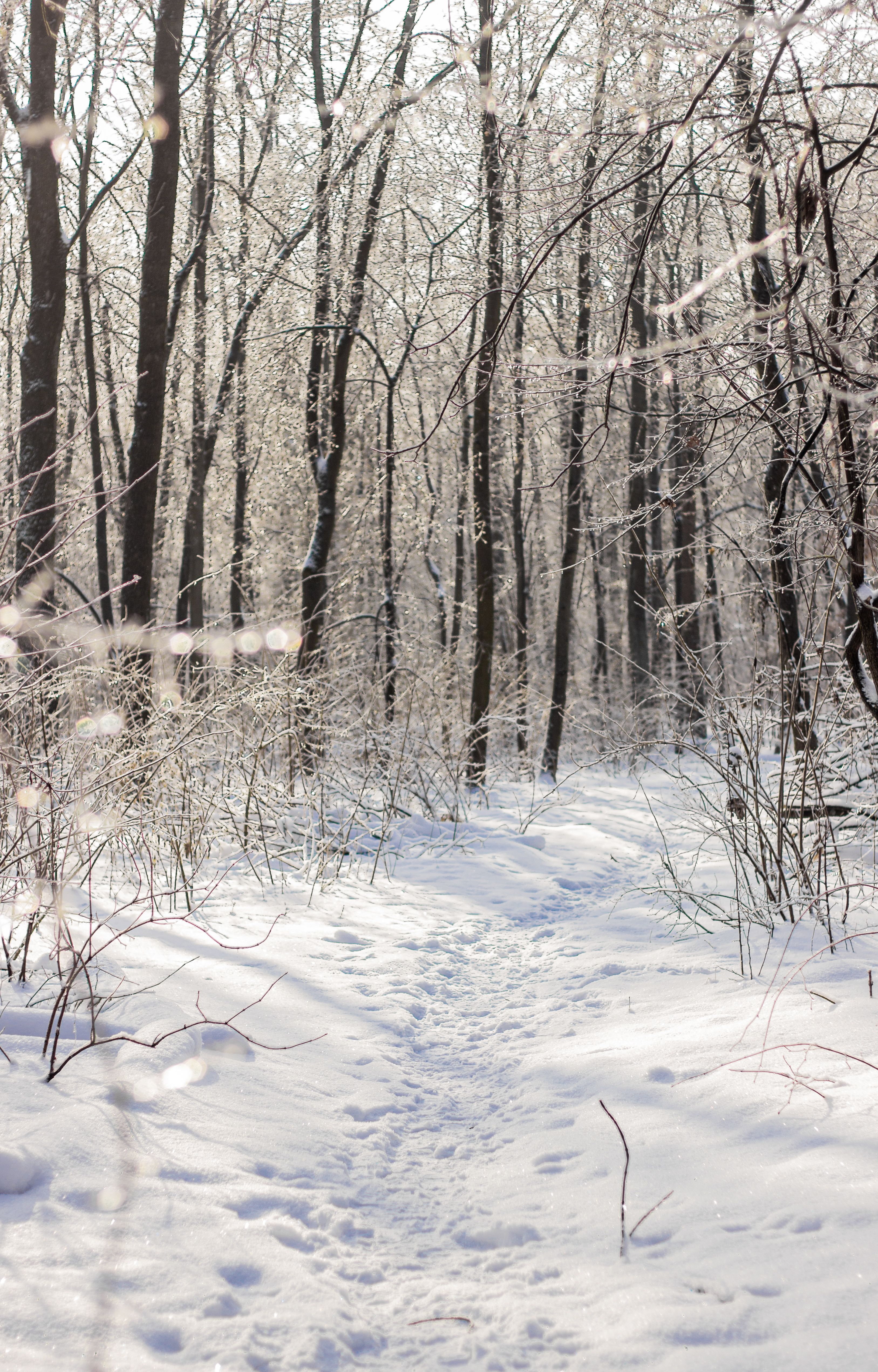 Winter Forest Photos, Download The BEST Free Winter Forest Stock Photos ...