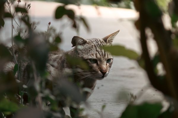 4k Cat Photos, Download The BEST Free 4k Cat Stock Photos & HD Images