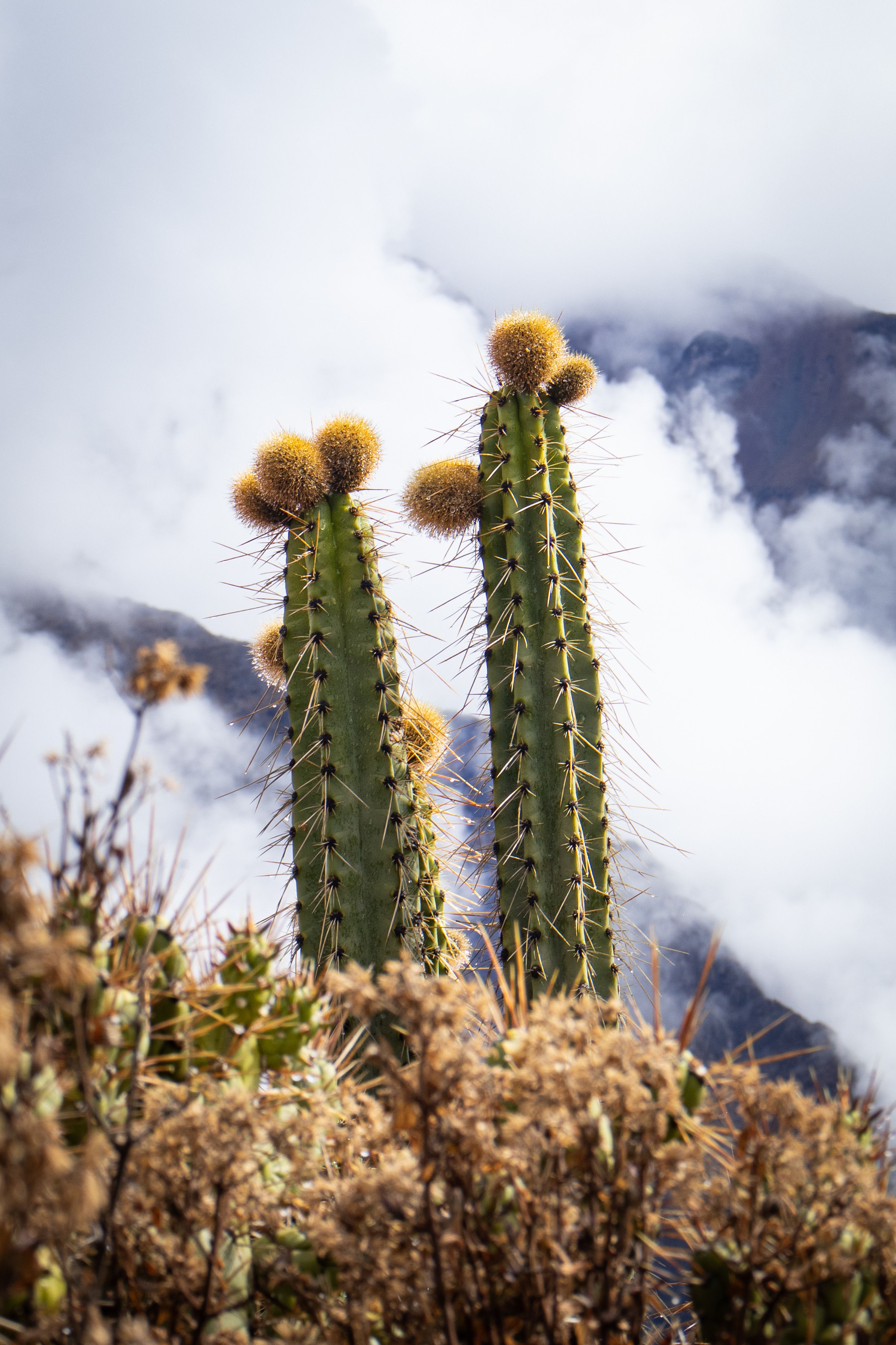 Tall Cacti in Misty Andes of Cabanaconde · Free Stock Photo