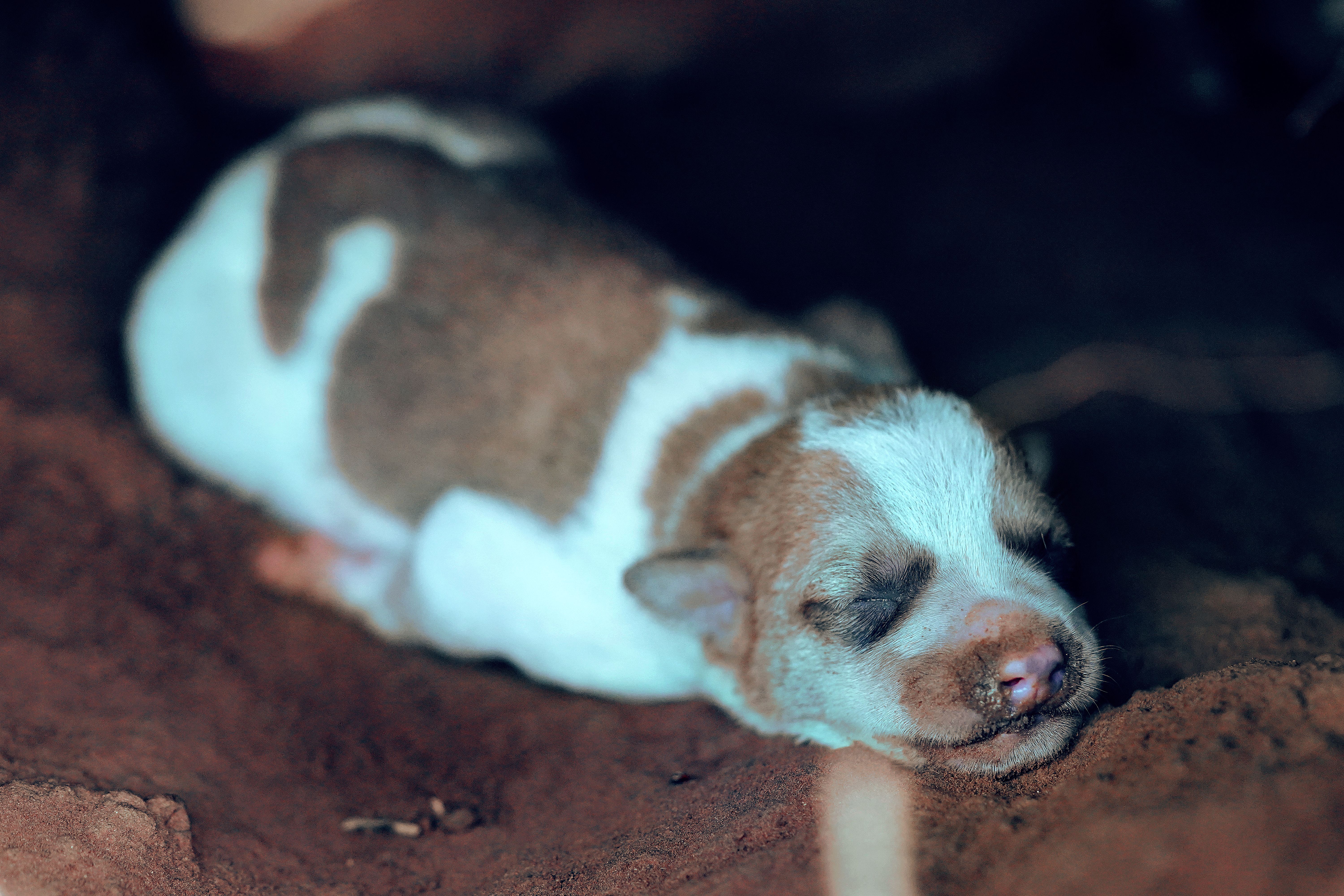 Adorable Sleeping Puppy with Spotted Fur · Free Stock Photo