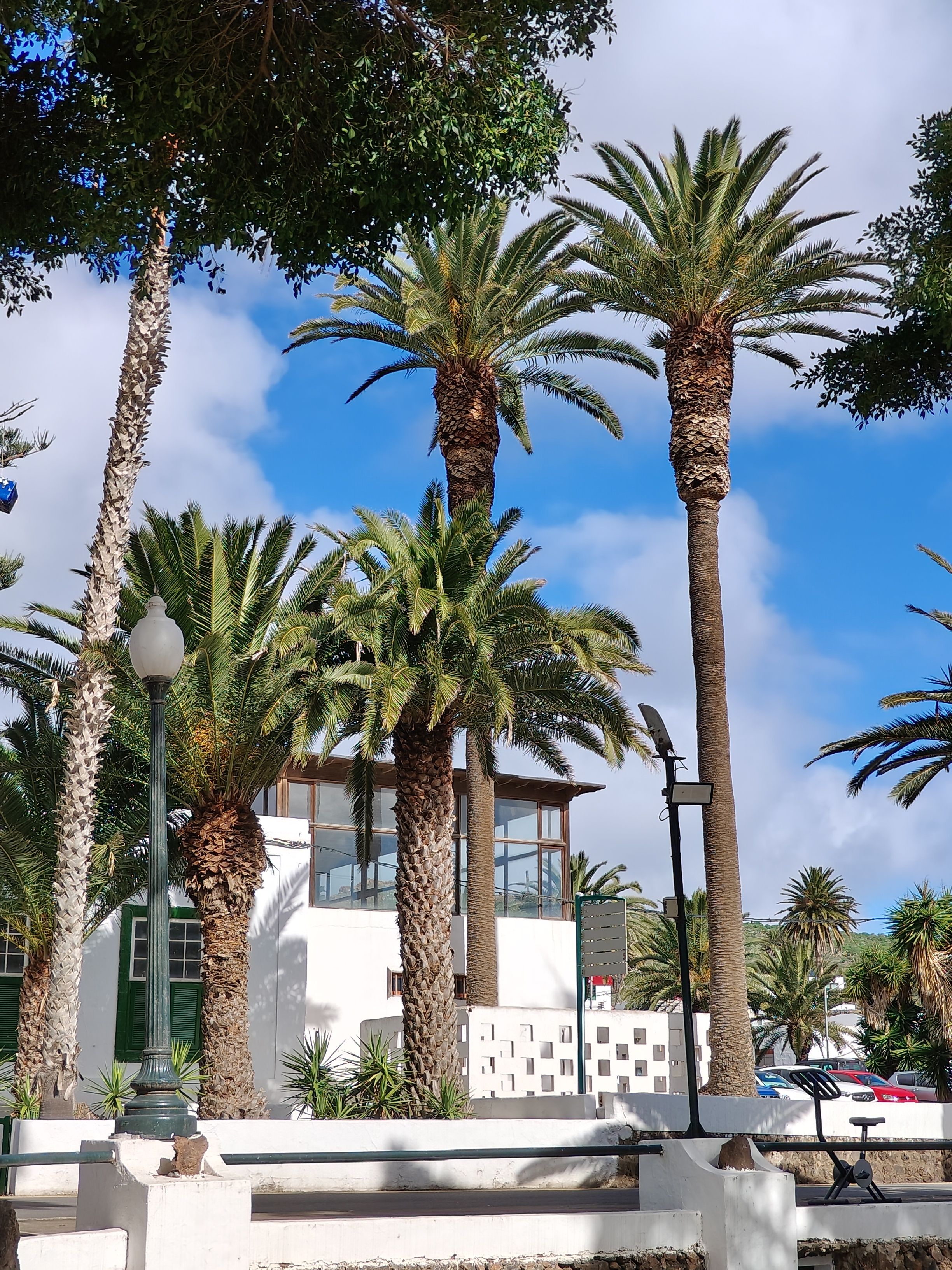 Tropical Palm Trees in Urban Setting · Free Stock Photo