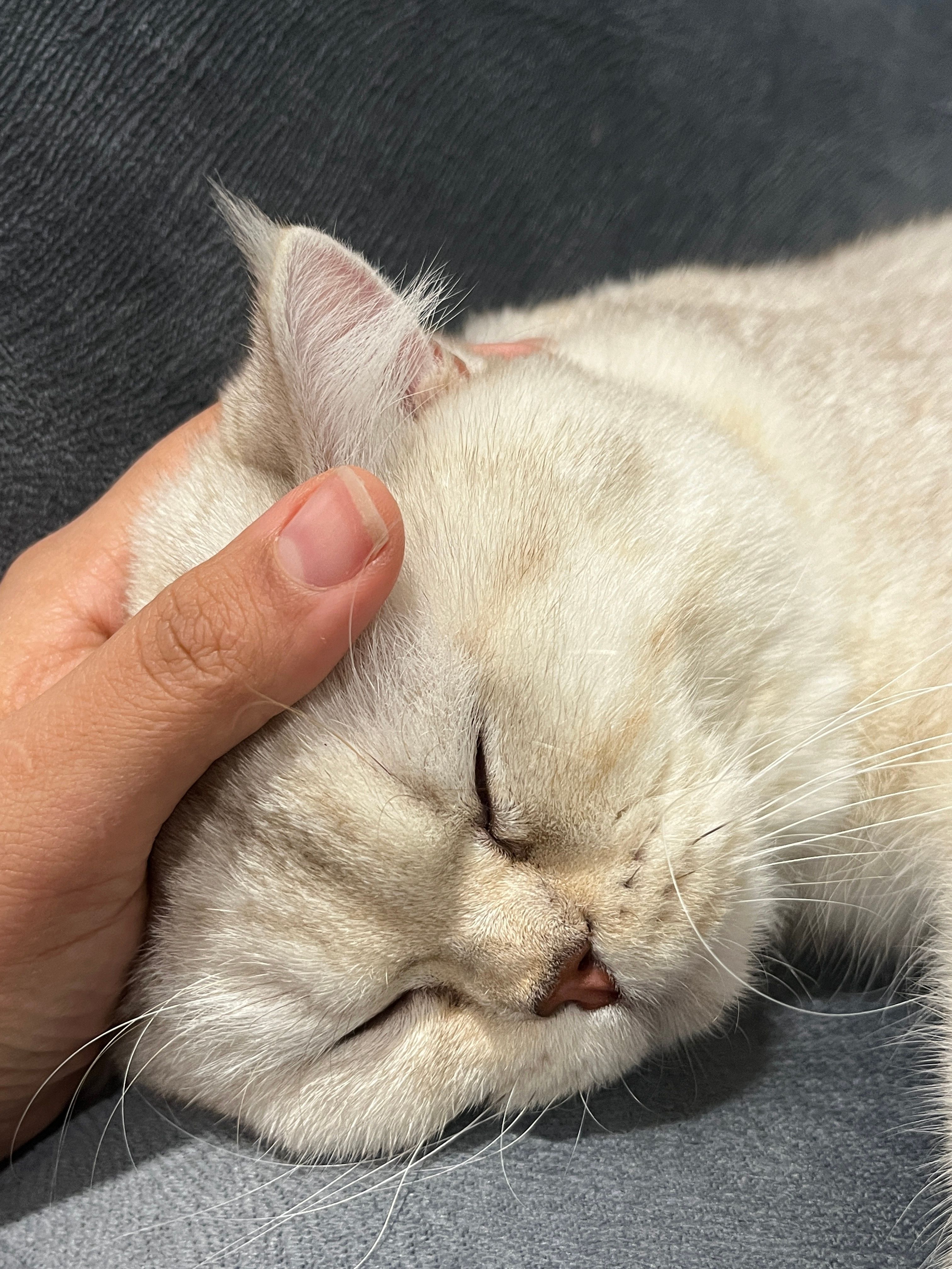 Close-up of Sleeping Cat with Human Hand · Free Stock Photo