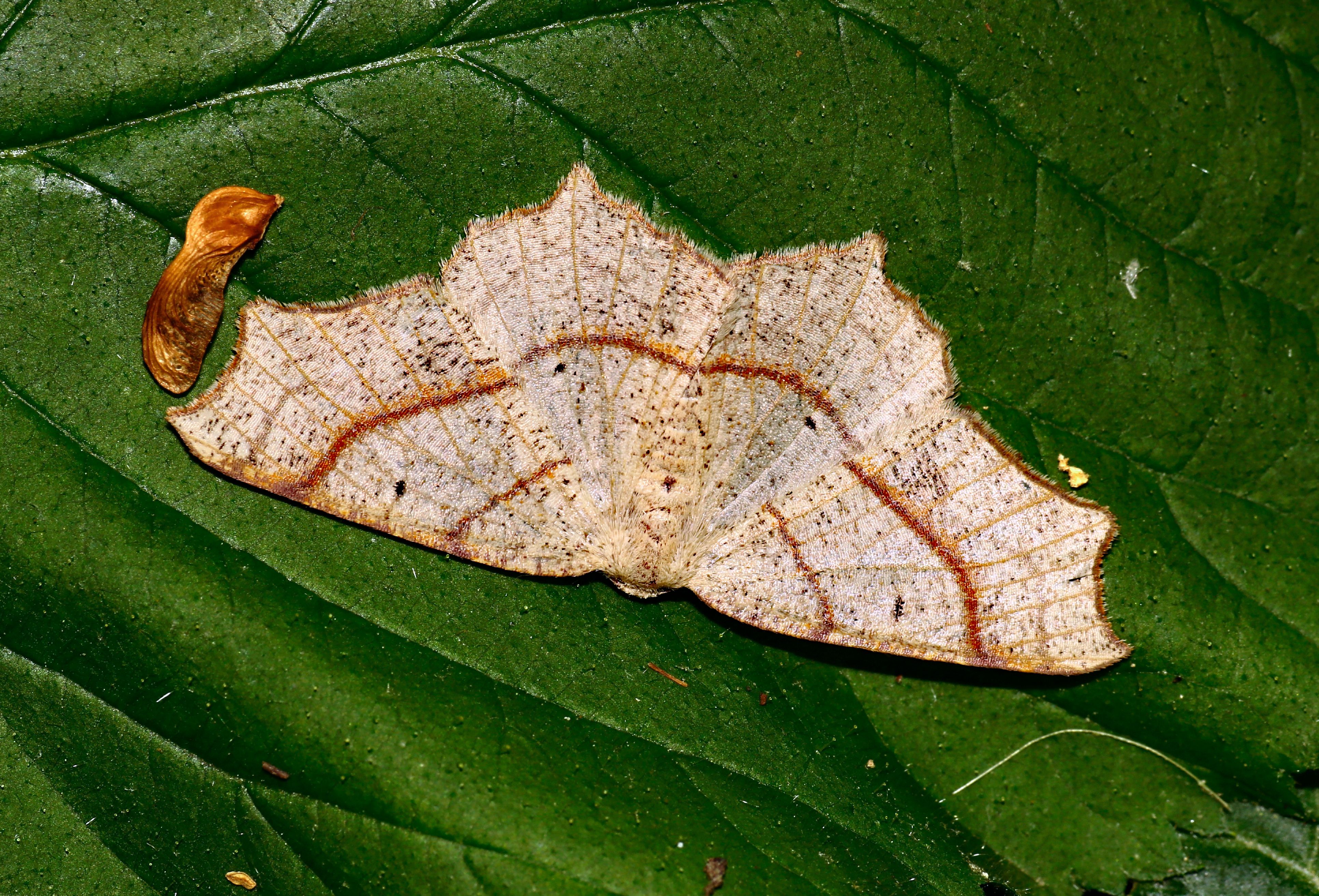 Close-up of Oak Besma Moth on Leaf · Free Stock Photo