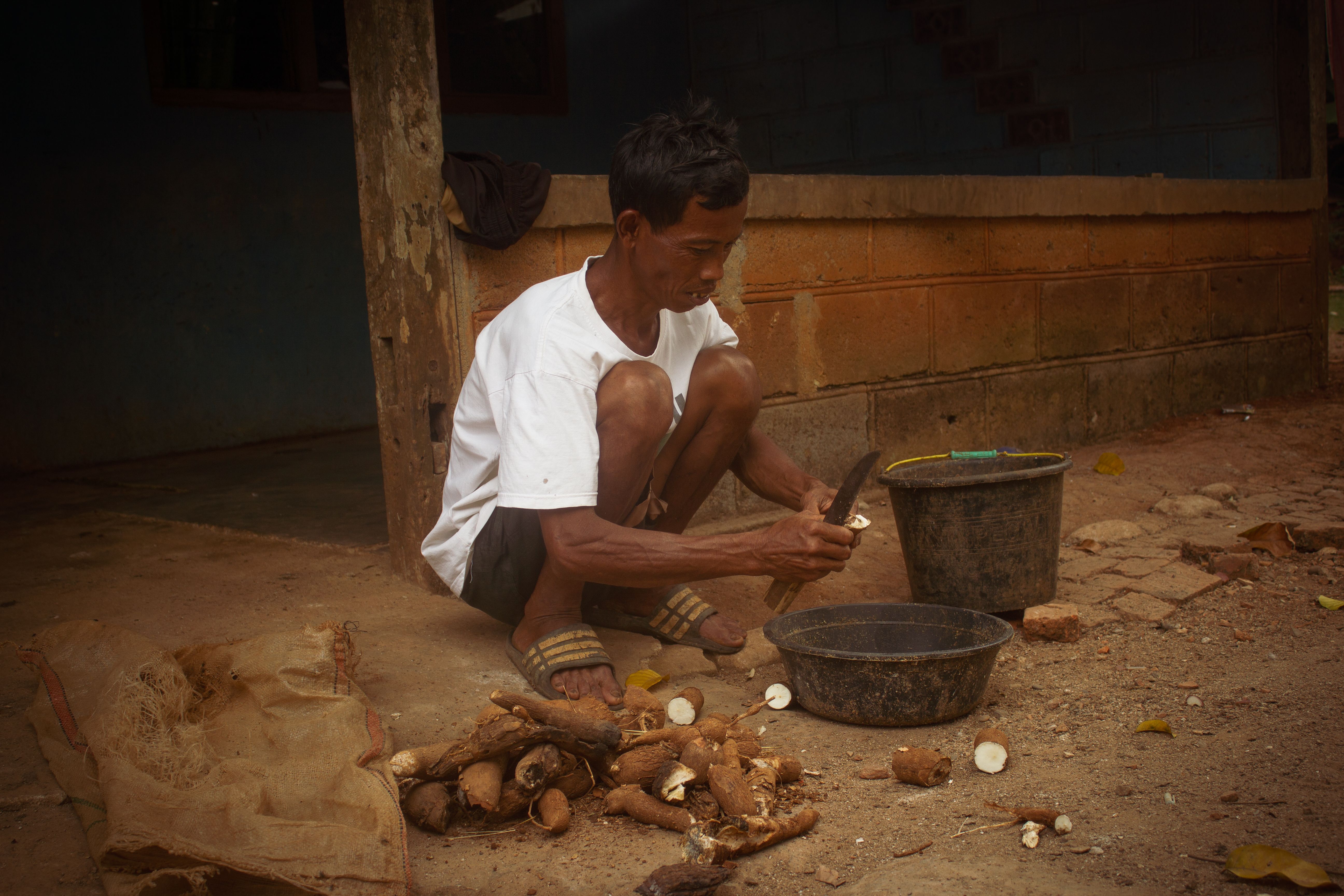 Cassava Farm Drought Photos, Download The BEST Free Cassava Farm ...