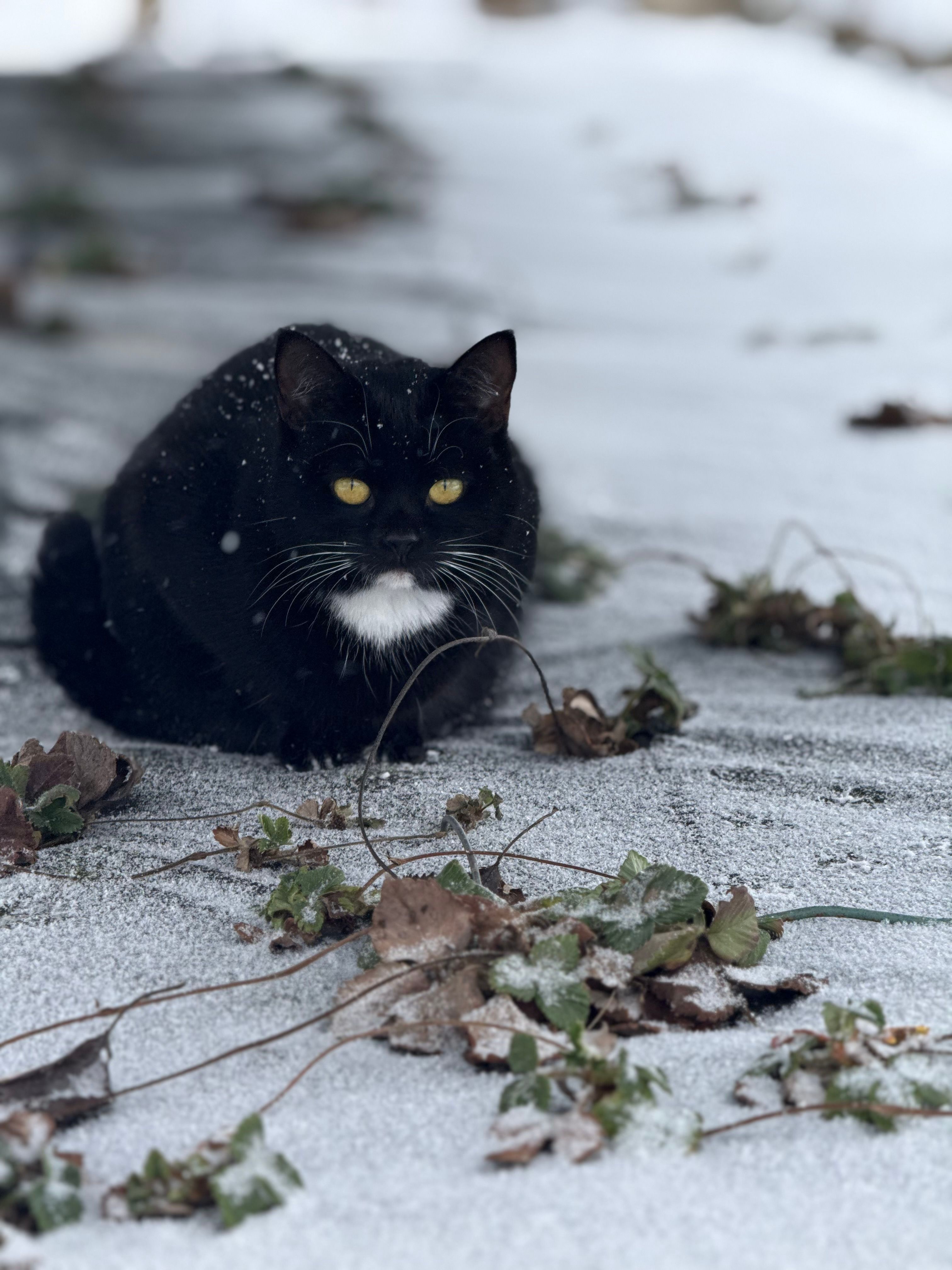Black Cat in Snowy Winter Garden · Free Stock Photo