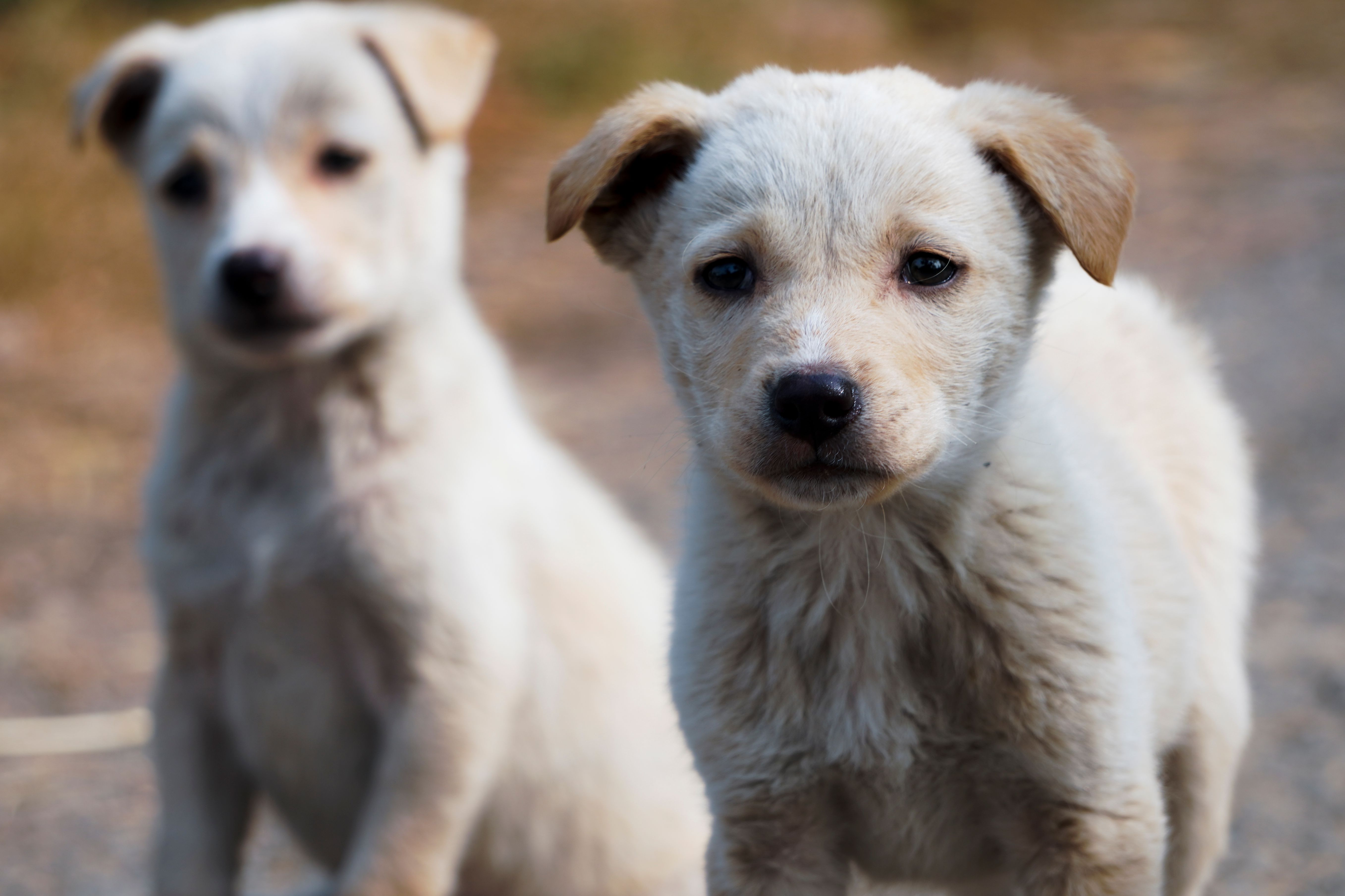 Adorable Puppy Duo in Rural India · Free Stock Photo