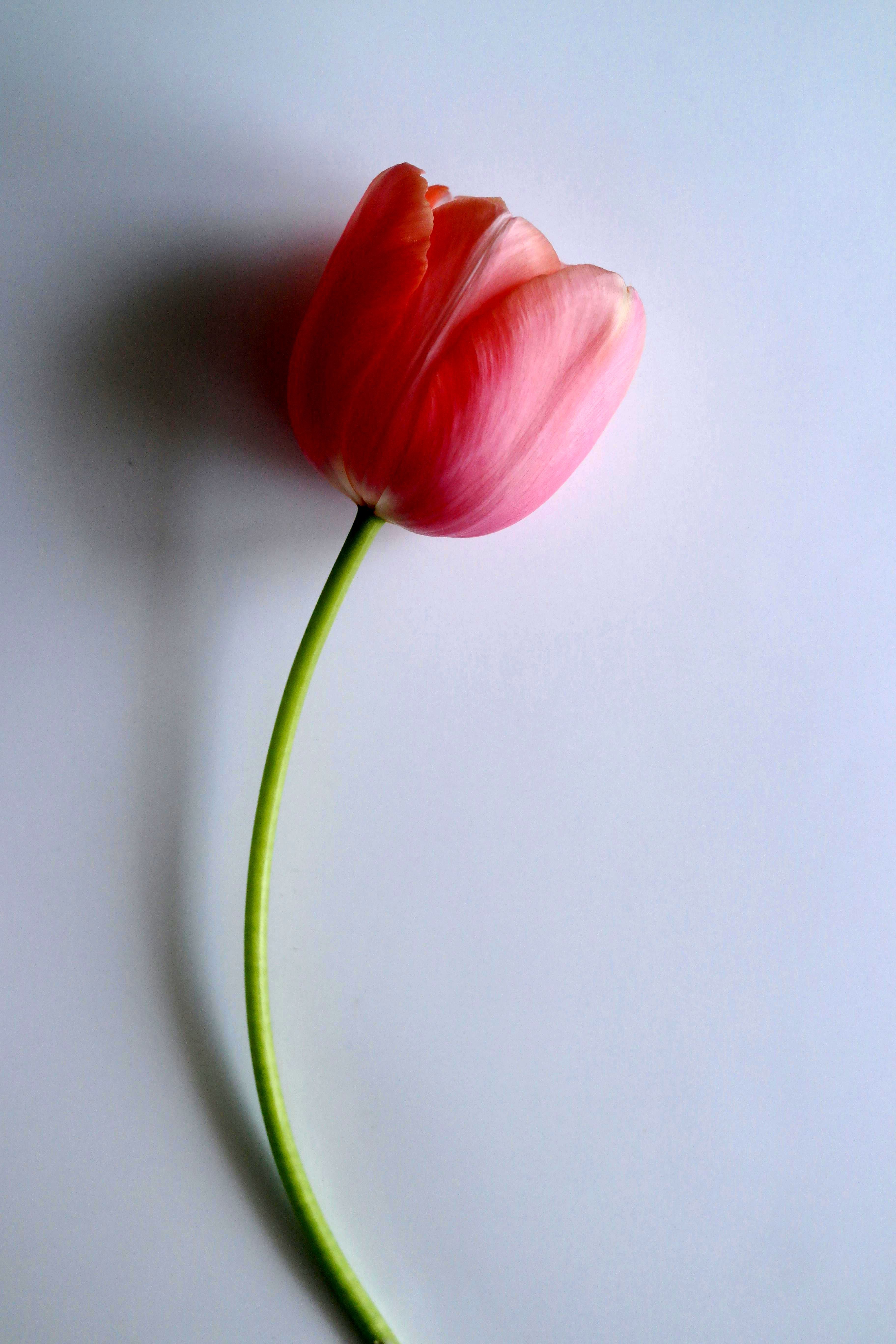 Elegante Tulipán Rosa Sobre Fondo Minimalista · Foto de stock gratuita