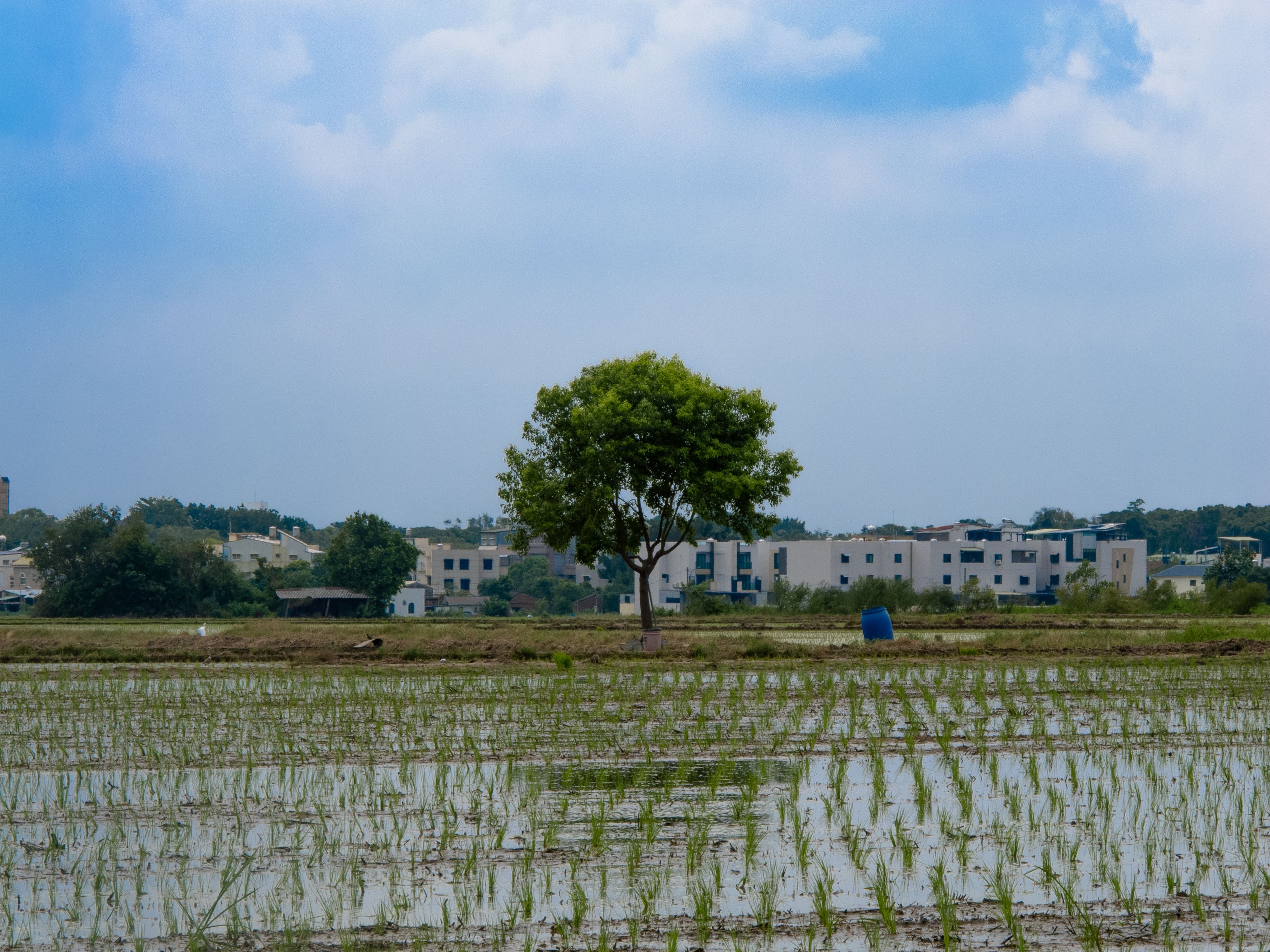 Paddy Field Gif Photos, Download The BEST Free Paddy Field Gif Stock ...