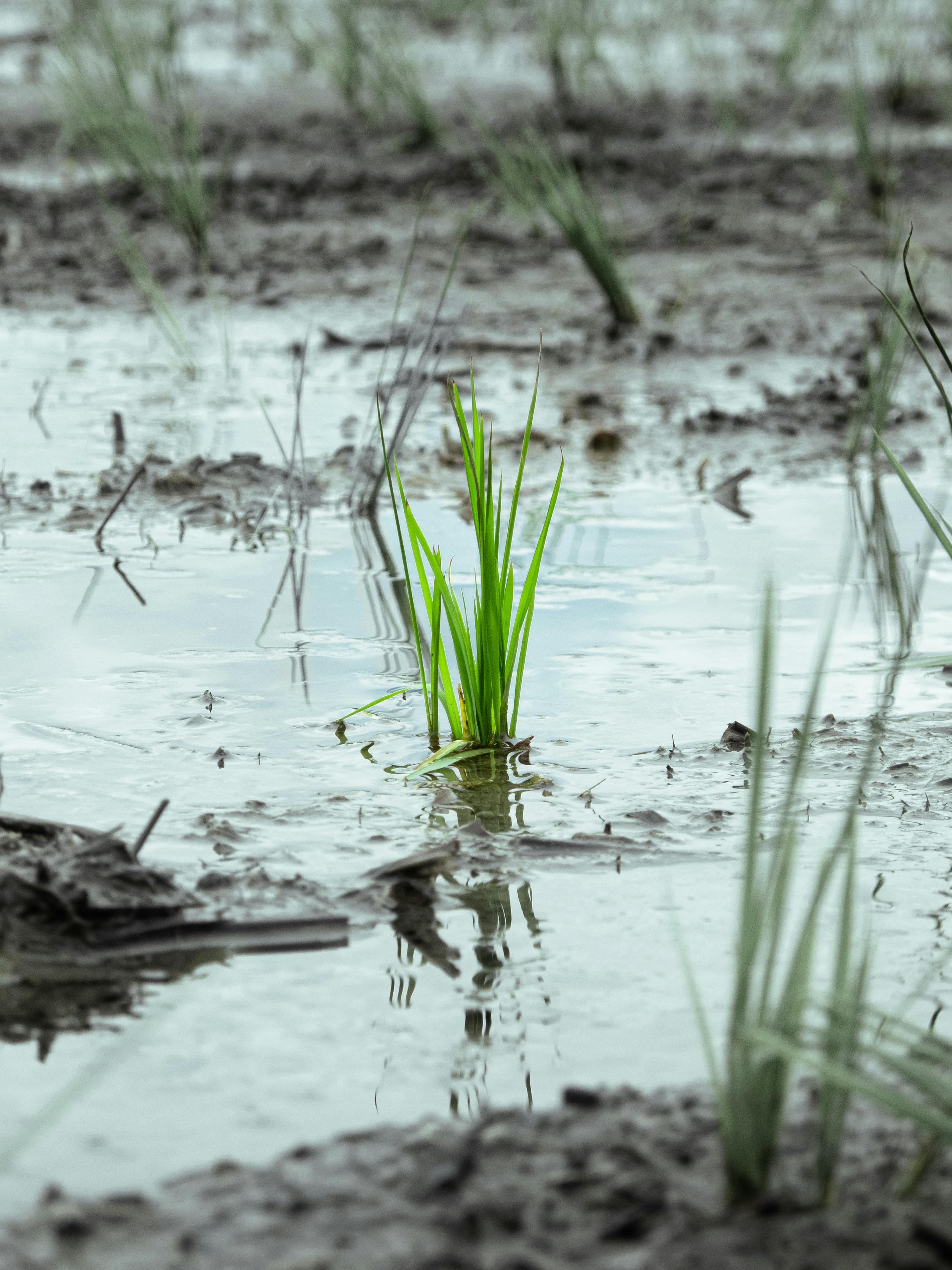 Green Rice Seedling in a Waterlogged Field · Free Stock Photo