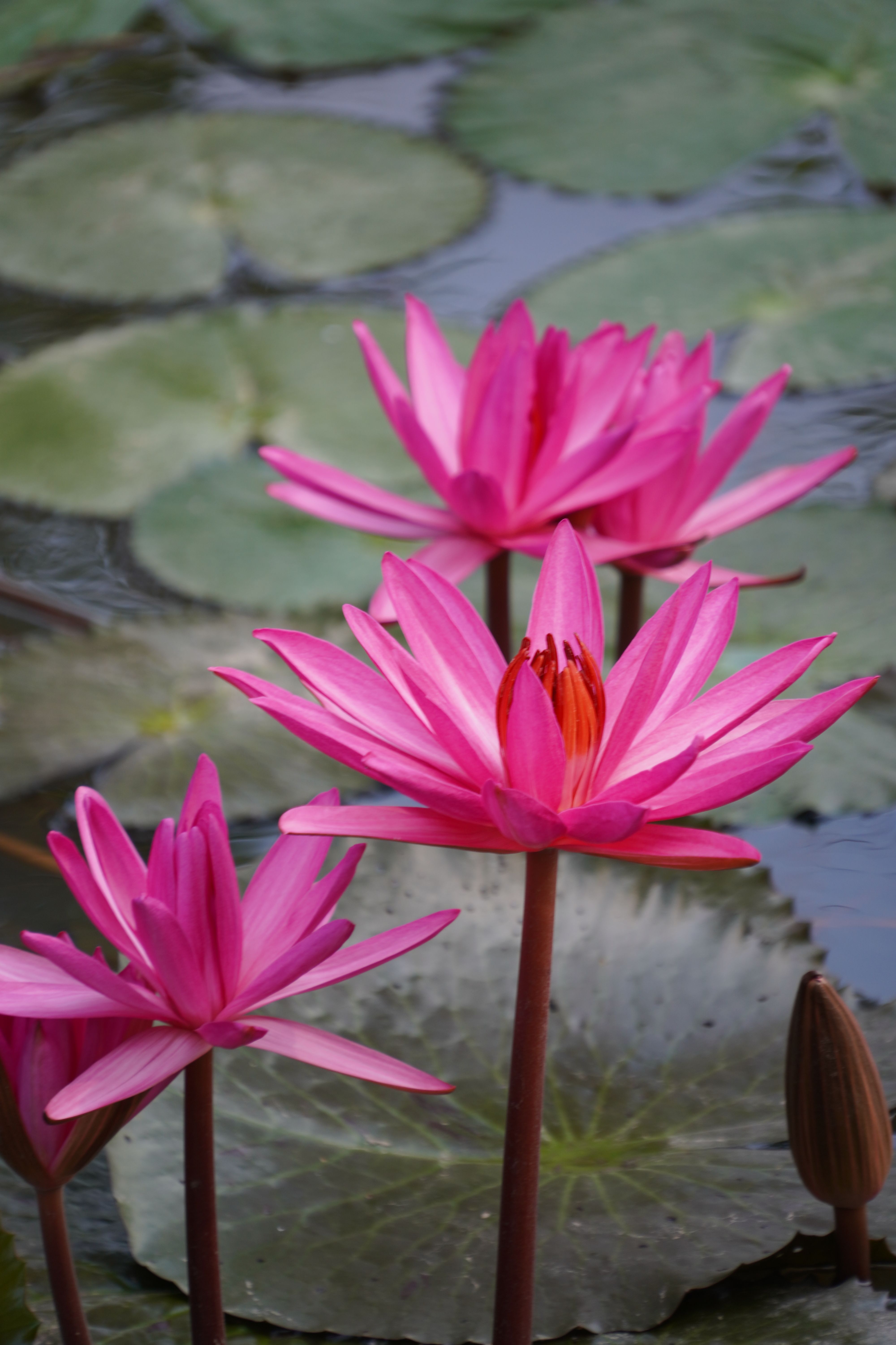 Vibrant Pink Water Lilies in Bloom · Free Stock Photo