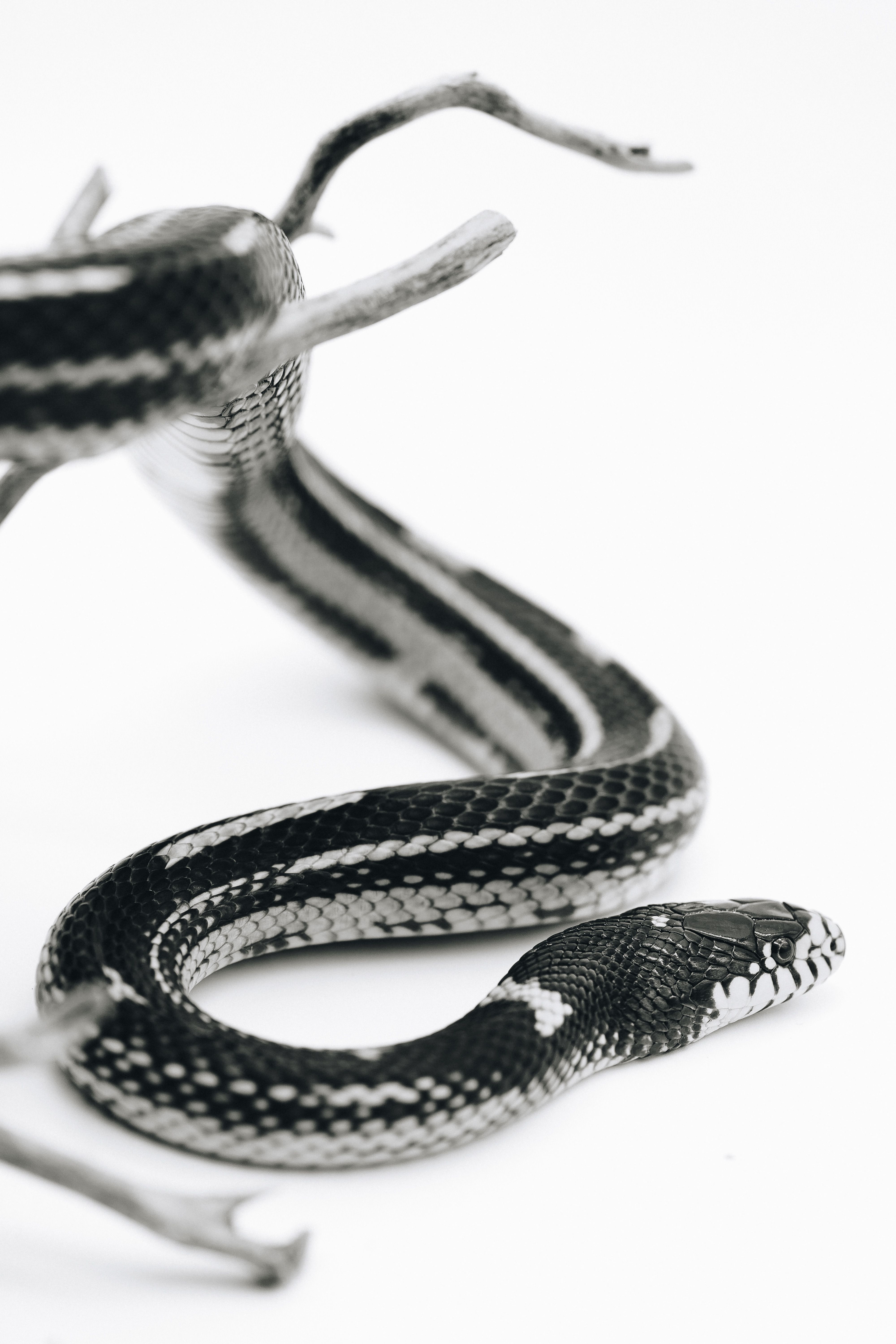 14.828+ Fotos y Imágenes de Snake+mains+are+pussies Gratis · Banco de ...