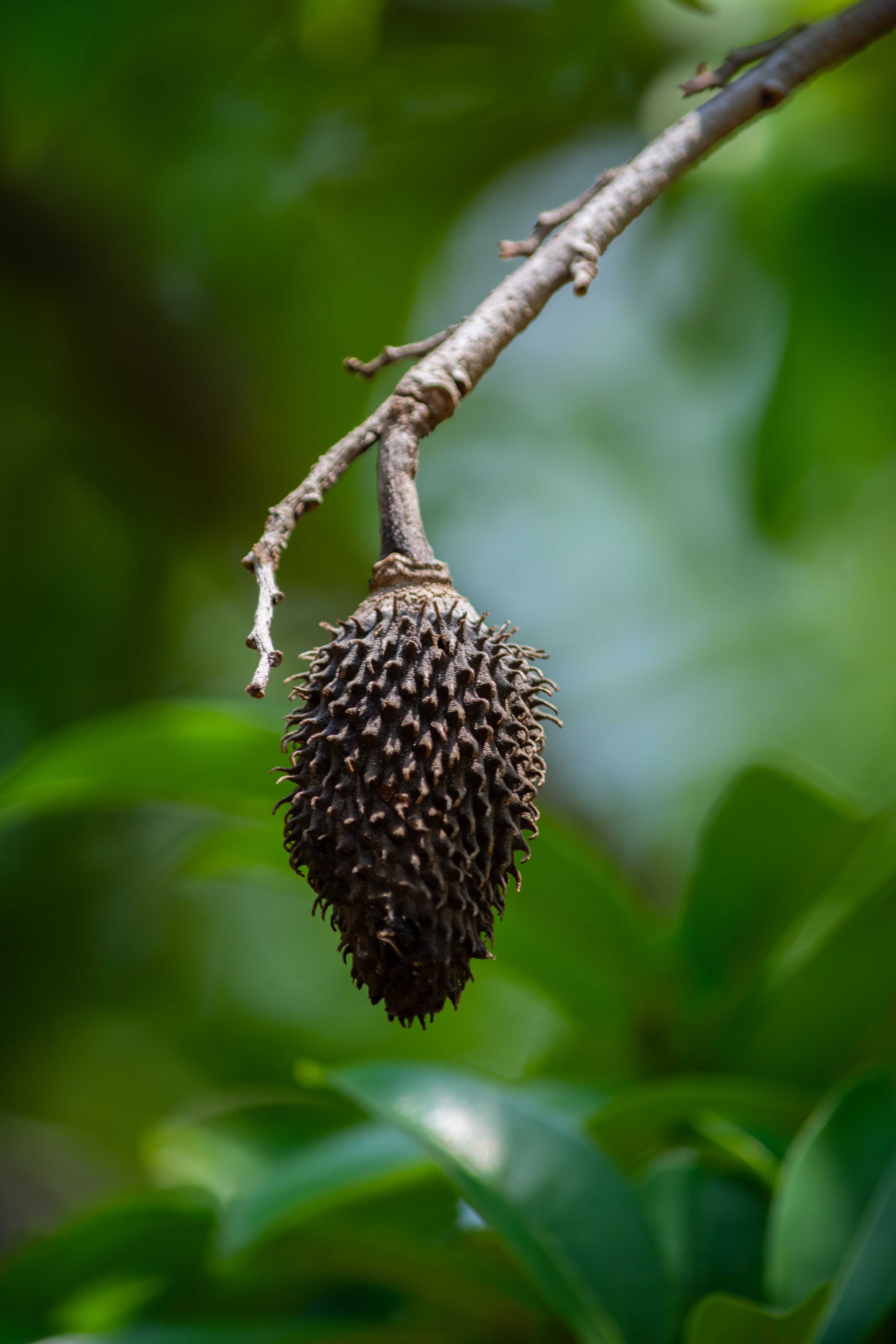 Close-up of Exotic Seed Pod on Branch in Brazil · Free Stock Photo