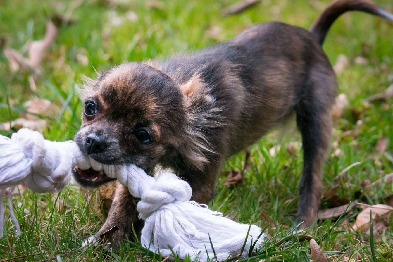 Kikopup Dog Training: Easy Tips for Puppy Success