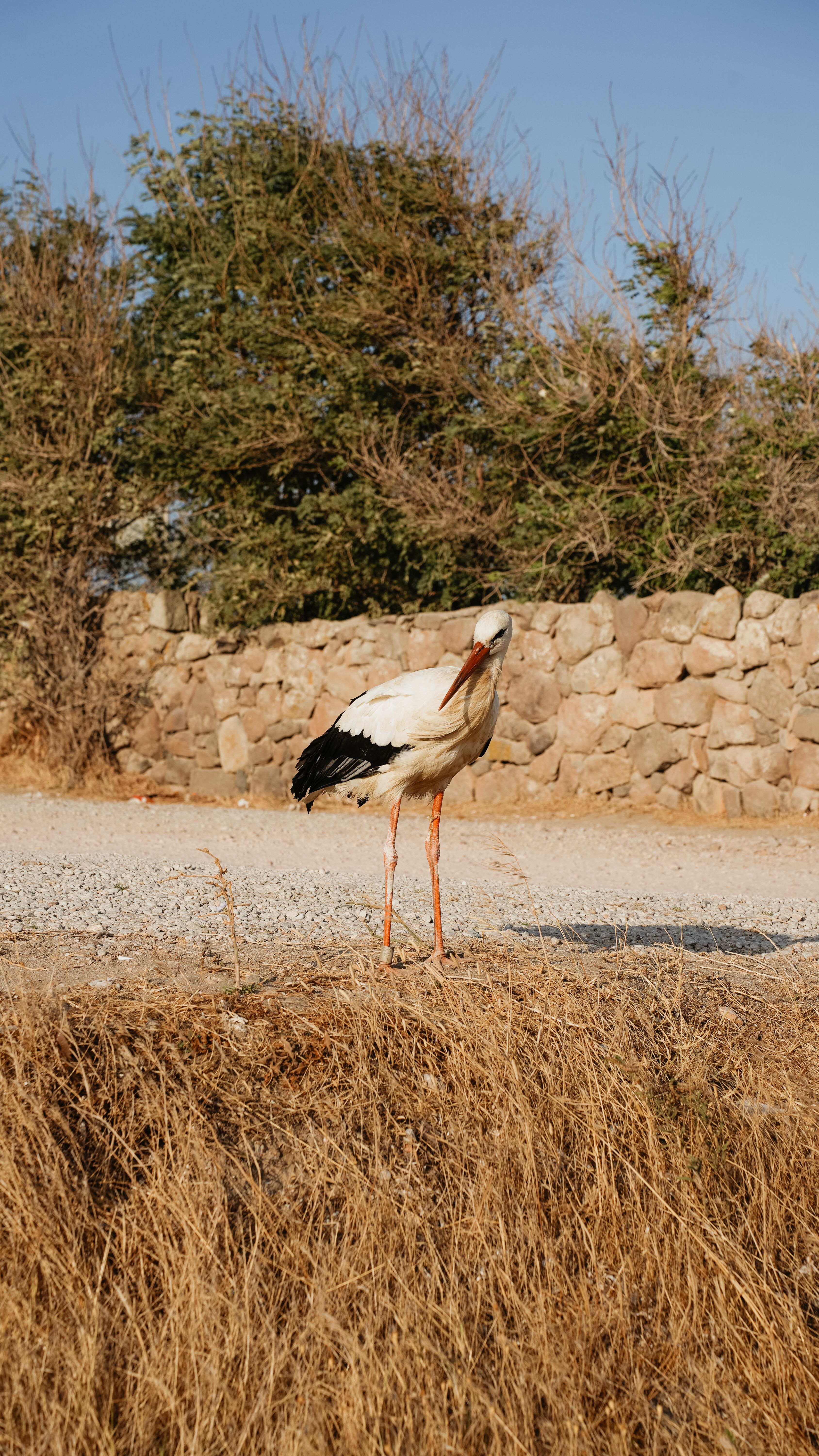 White Stork Standing by a Rural Stone Wall · Free Stock Photo
