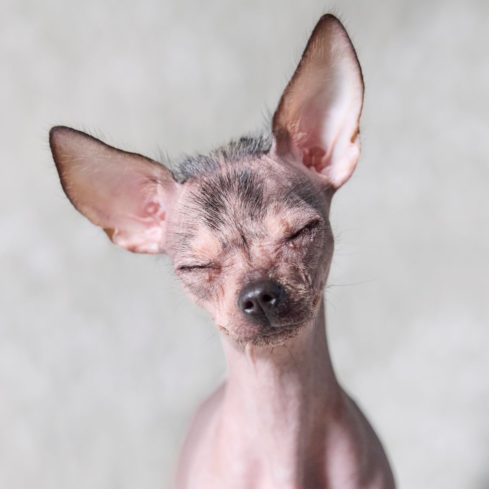 6 000+ Chien Moche banque d’images et photos libres de droit ...