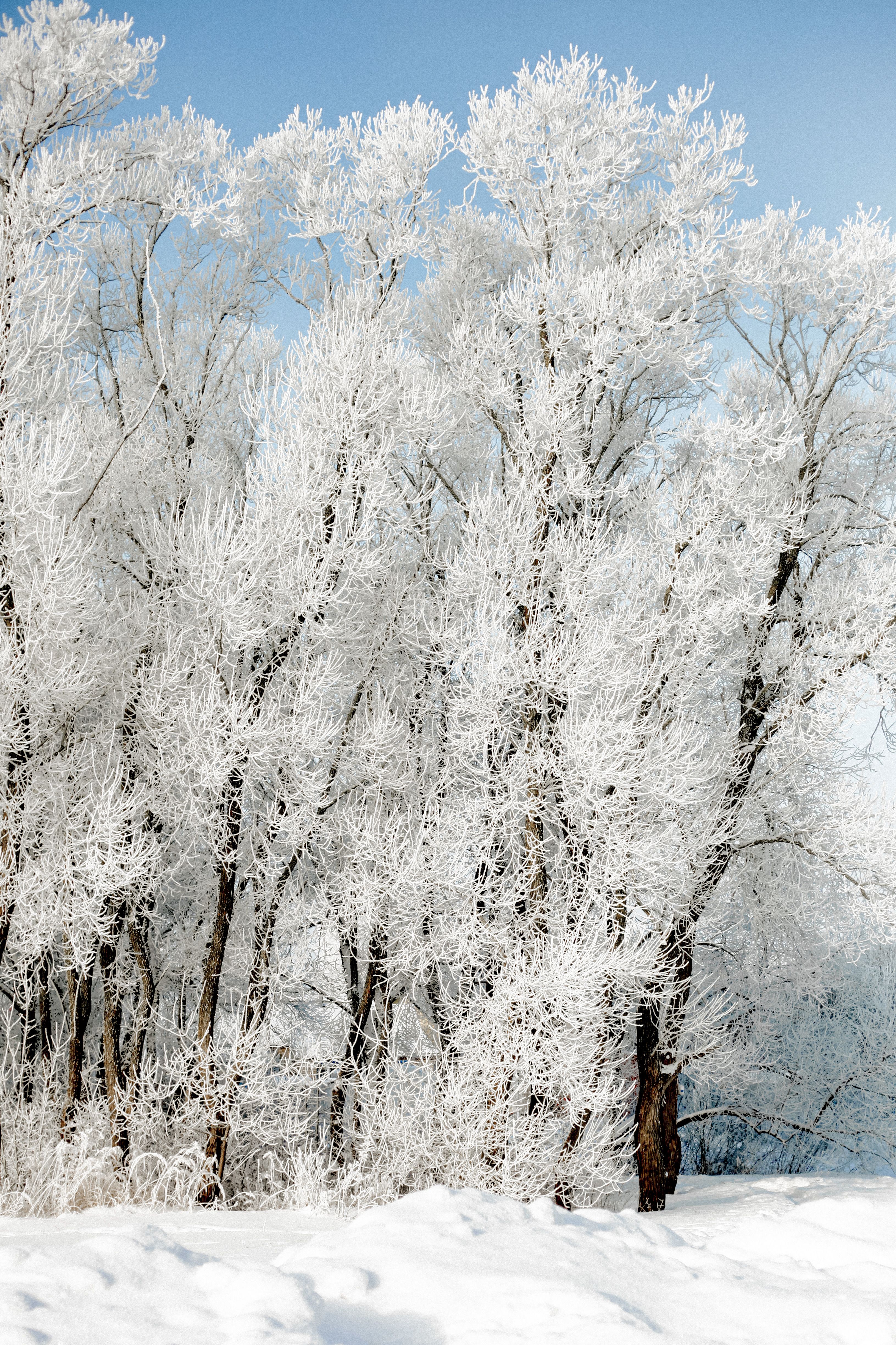 Frosty Winter Landscape with Snow-Covered Trees · Free Stock Photo
