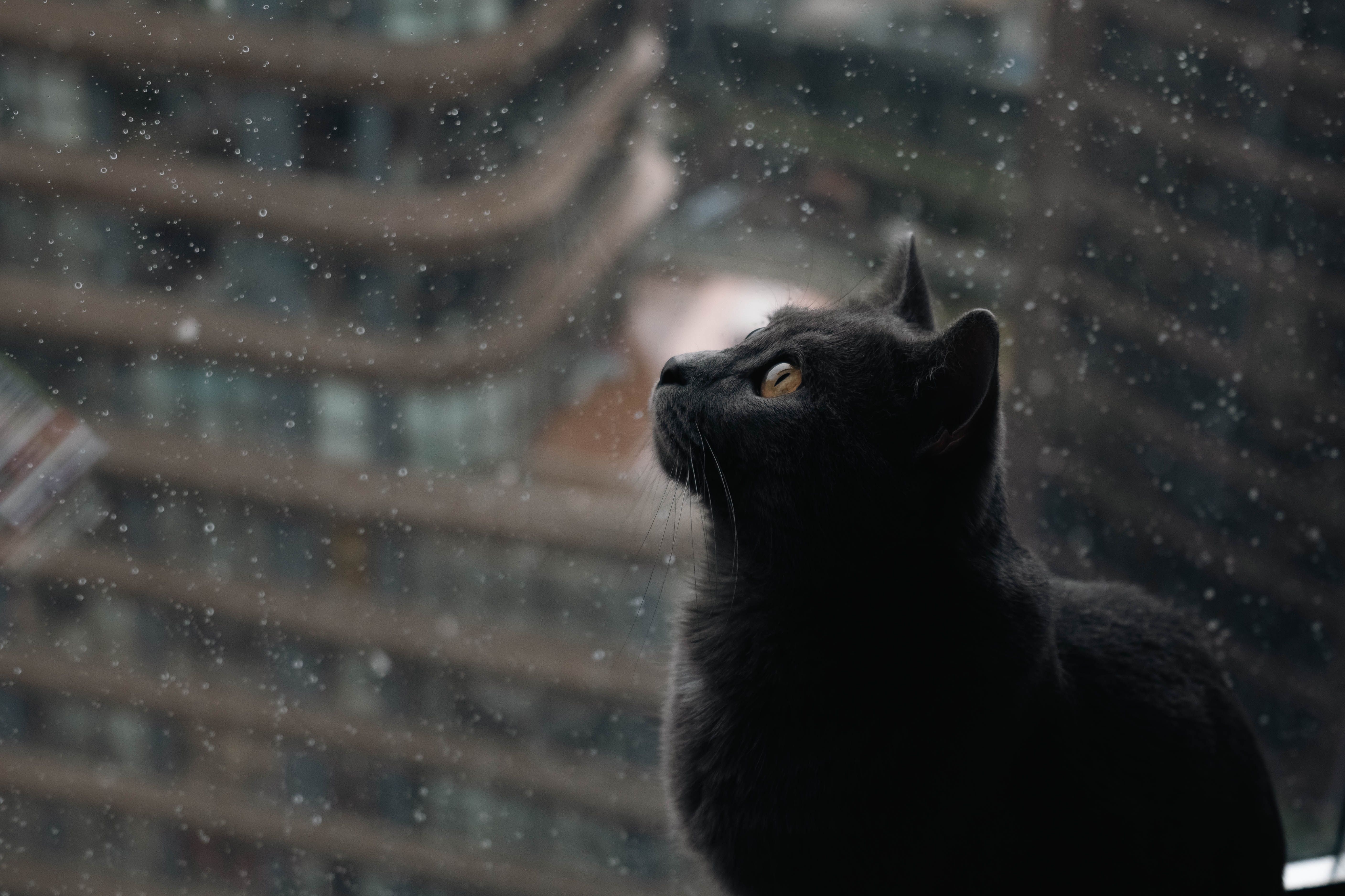 Charming Black Cat Gazing Out Rainy Window · Free Stock Photo