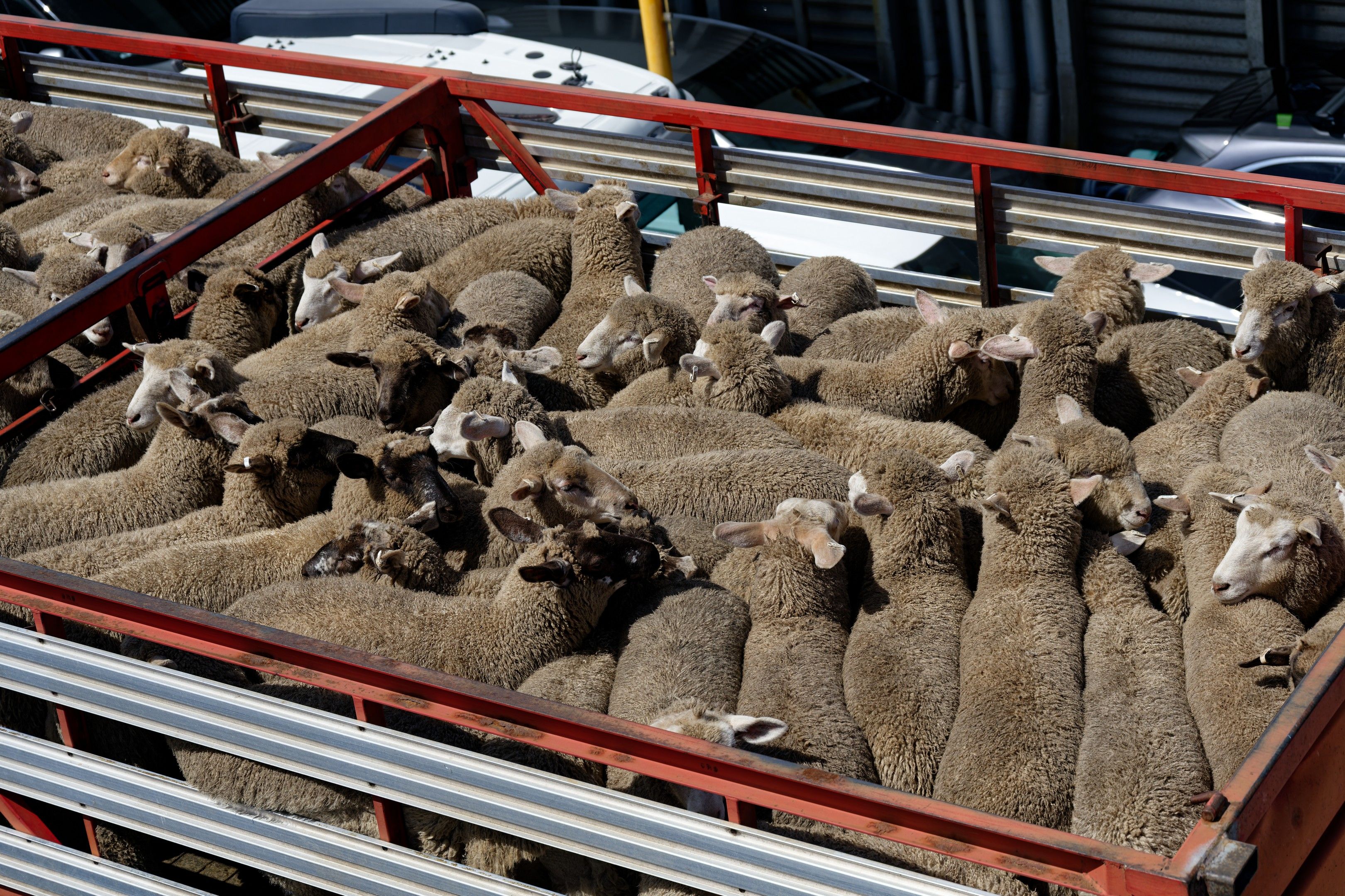 Sheep Transported in a Truck for Farming · Free Stock Photo