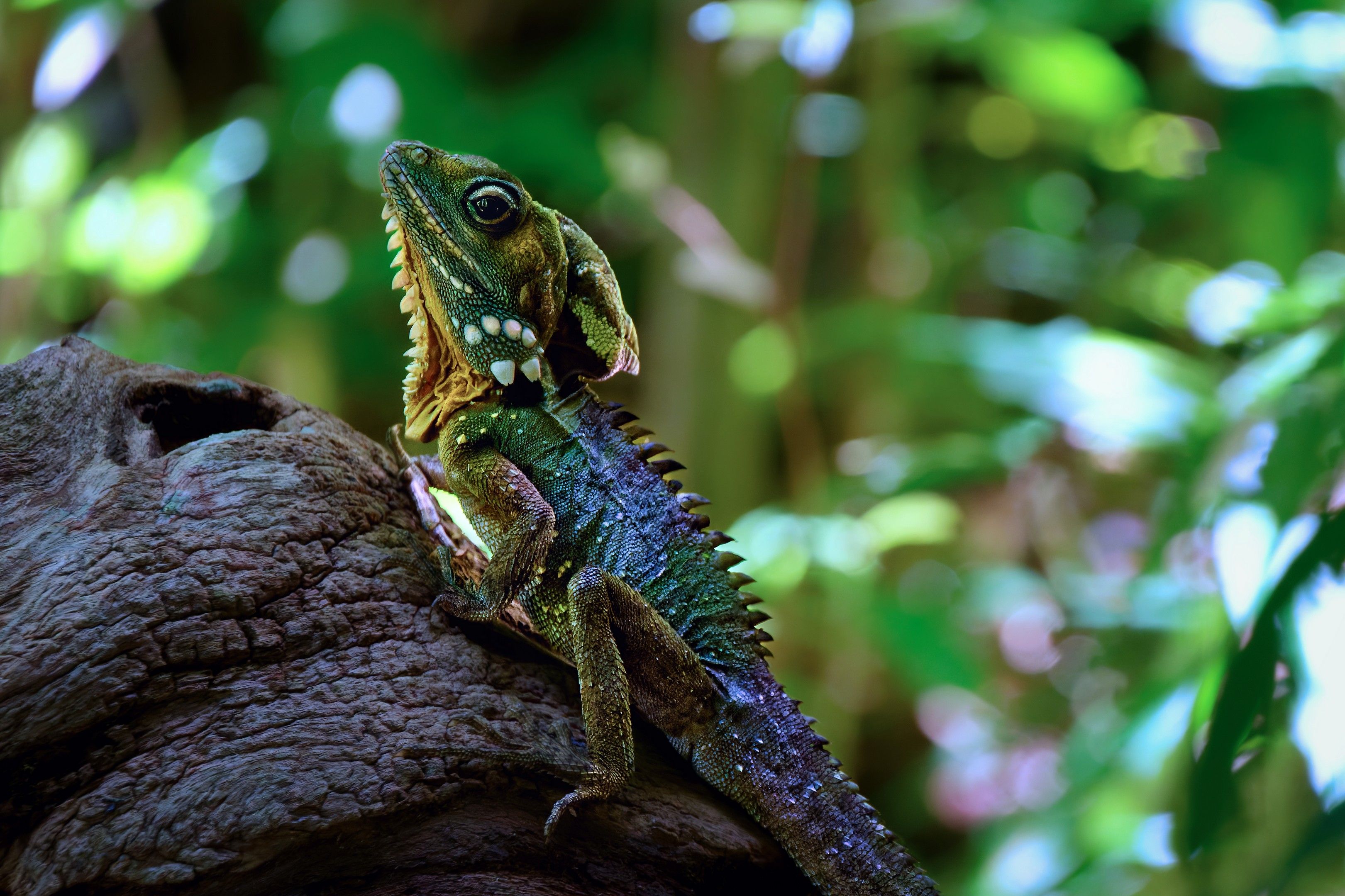 Eastern Water Dragon on Tree Trunk in Rainforest · Free Stock Photo