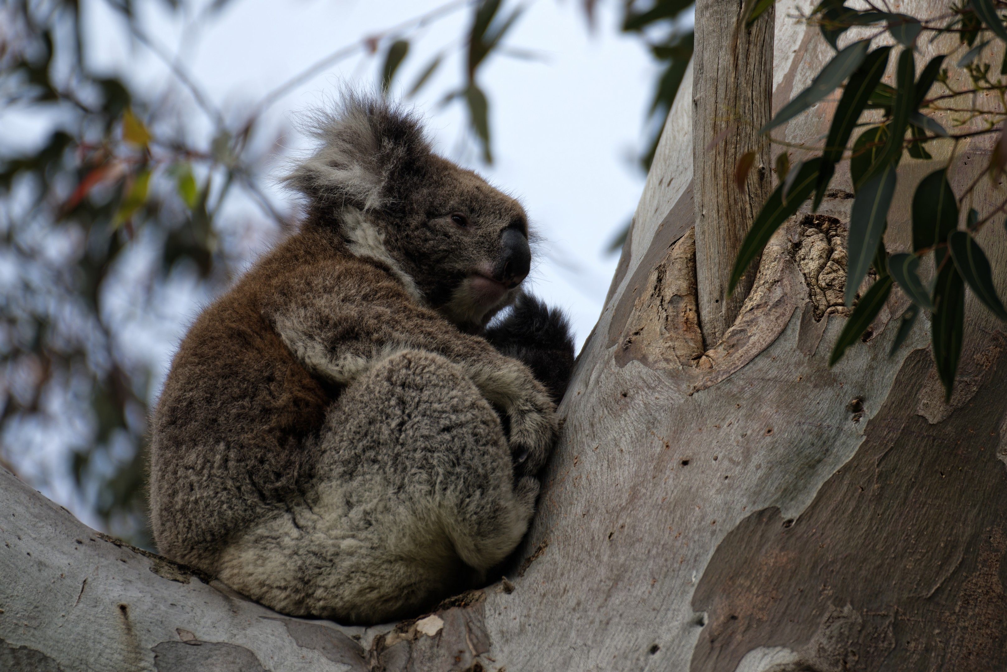 Close-Up of Koala Resting on Eucalyptus Tree · Free Stock Photo