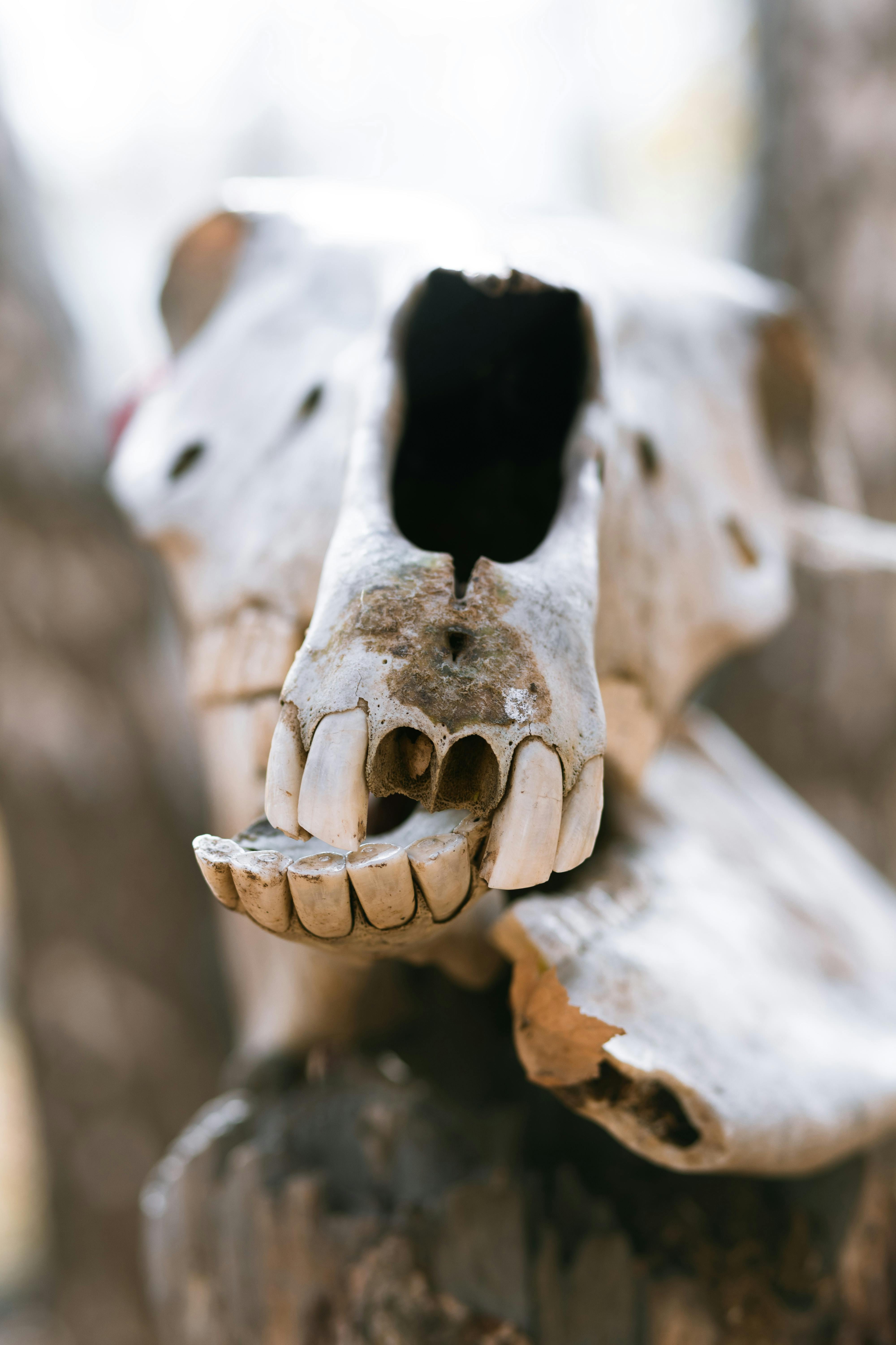 Close-up of Animal Skull in Kyrgyzstan · Free Stock Photo