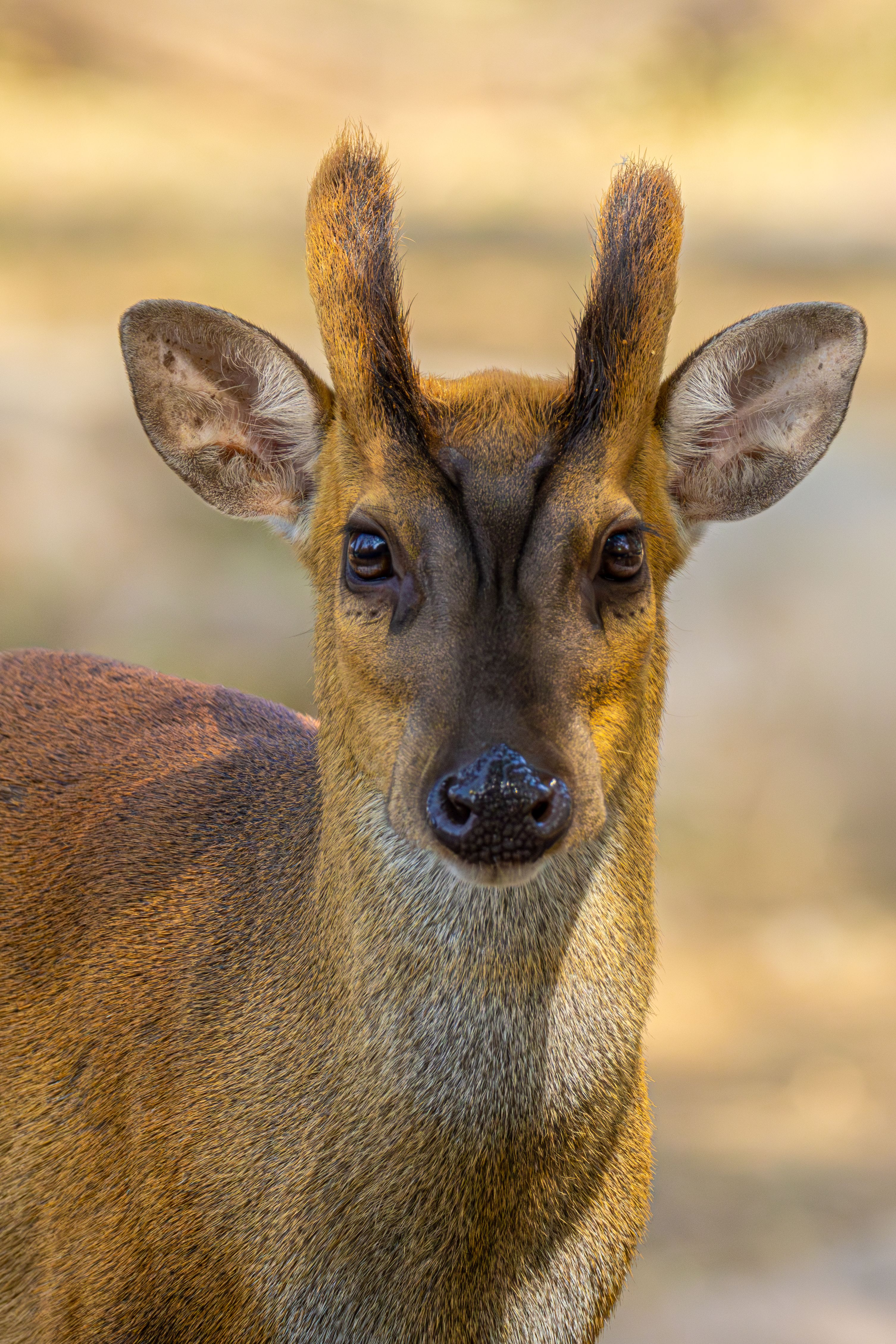 Close-up of Curious Indian Muntjac Deer · Free Stock Photo