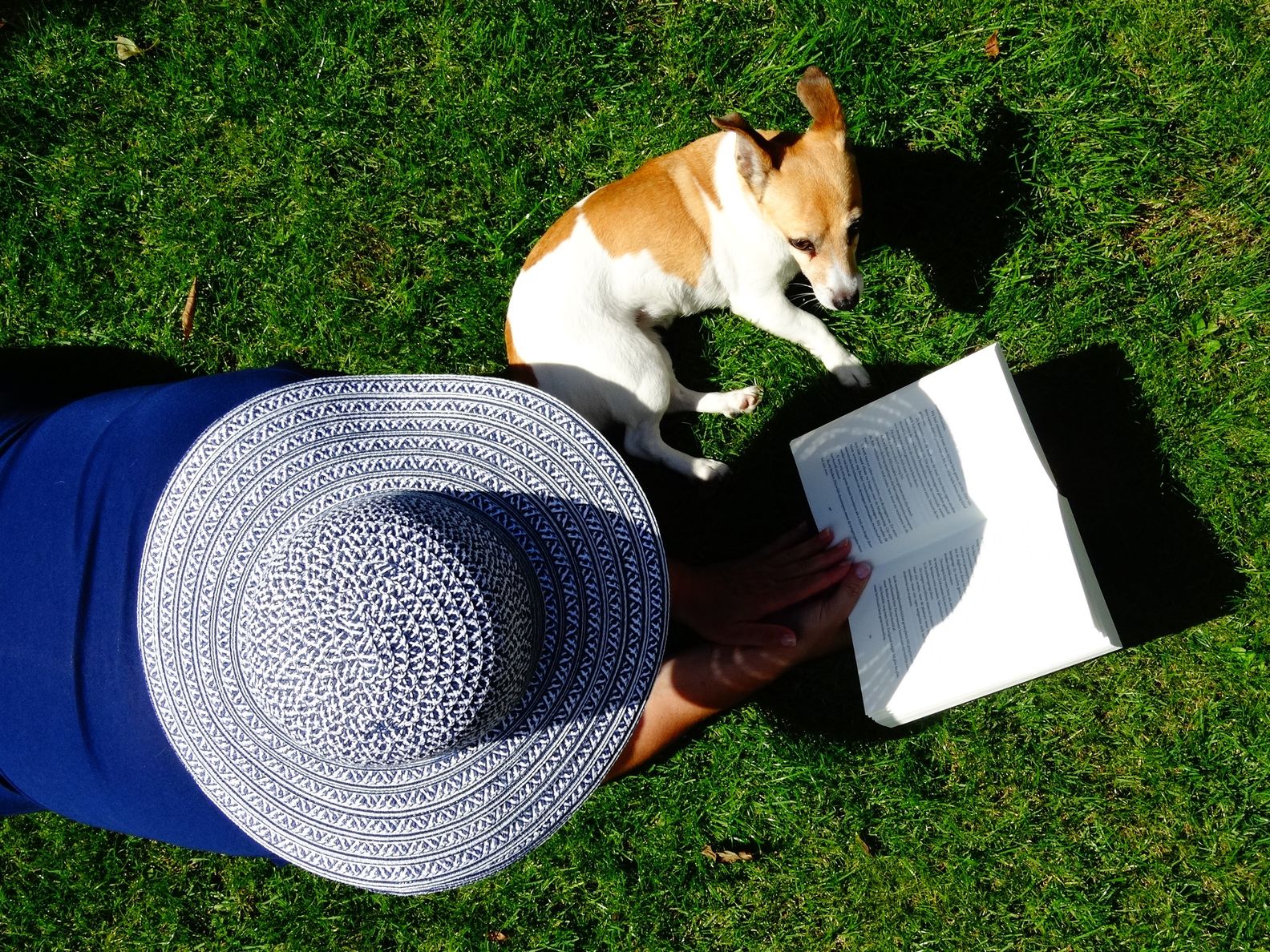 Understanding Female Dog Heat Cycle Chart & Reproduction