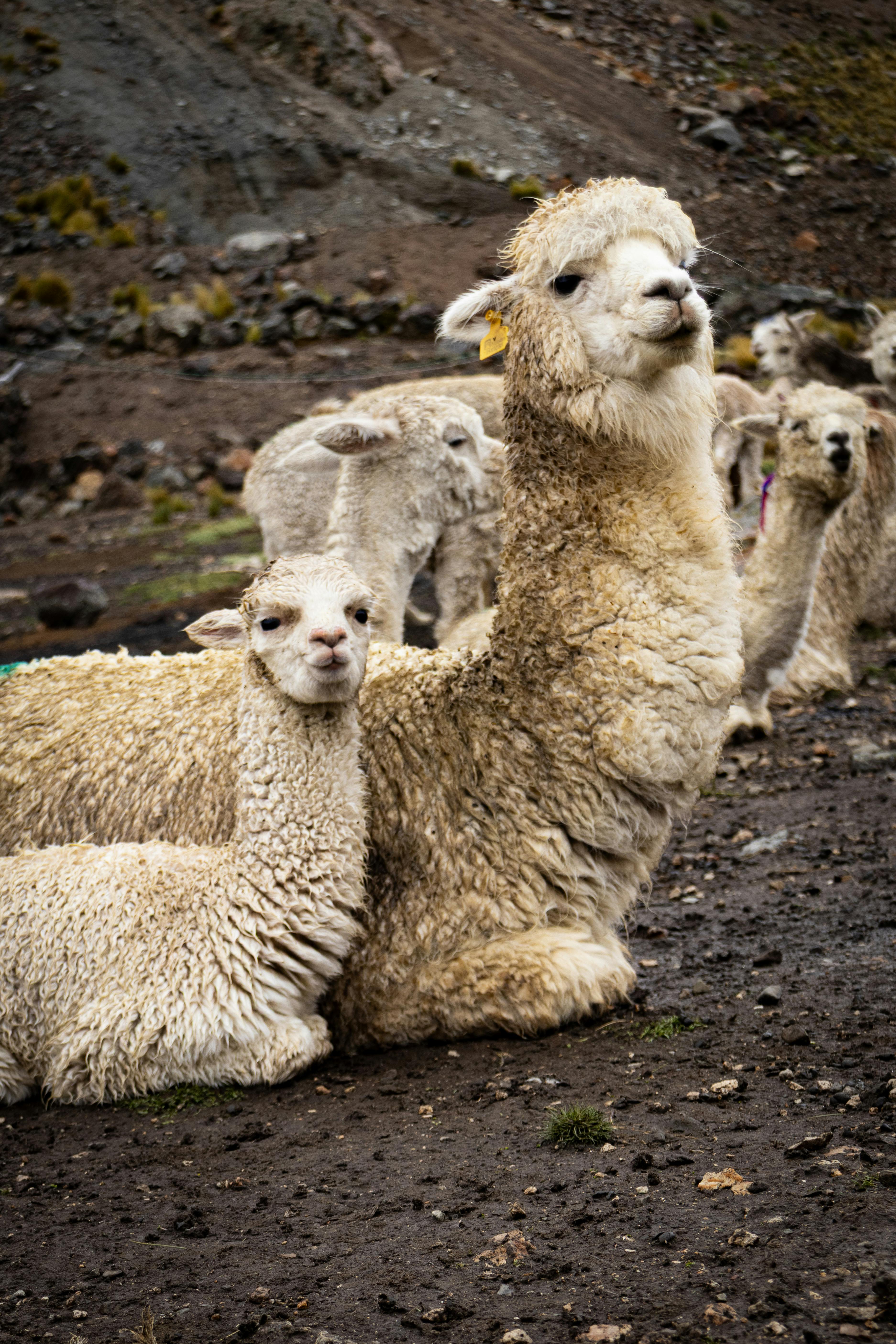 Adorable Alpacas Relaxing in the Andes · Free Stock Photo