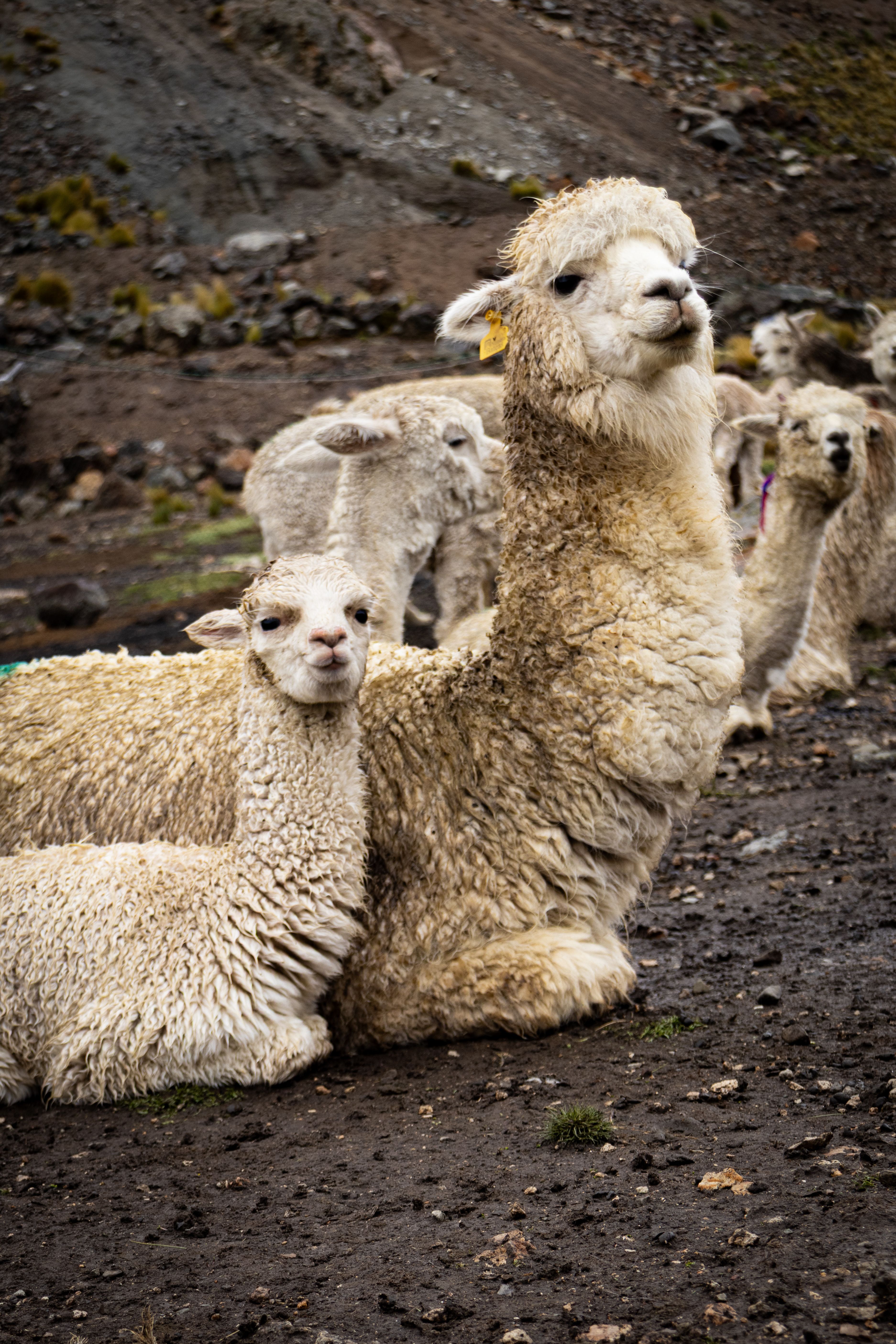 Adorable Alpacas Relaxing in the Andes · Free Stock Photo