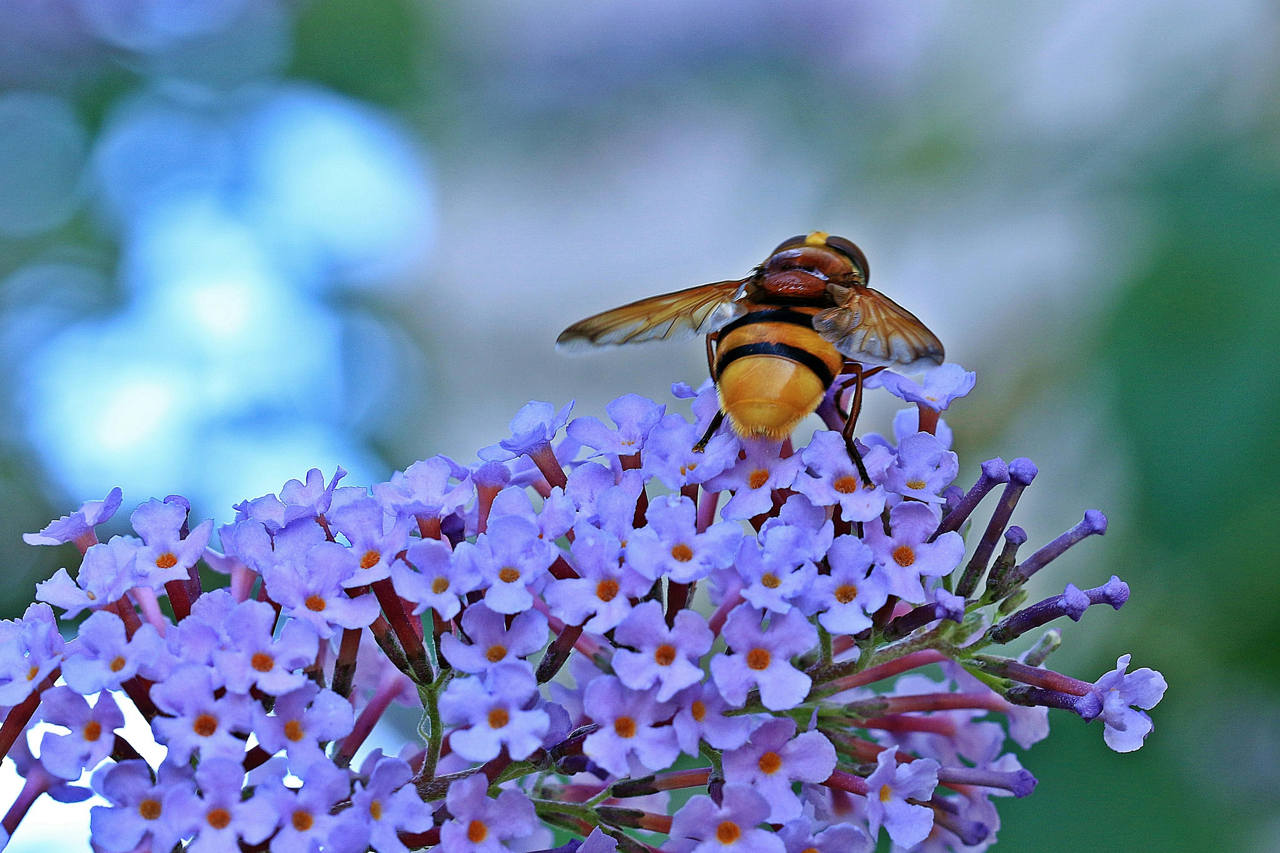 Honey Bee on Red and Yellow Flower during Daytime · Free Stock Photo