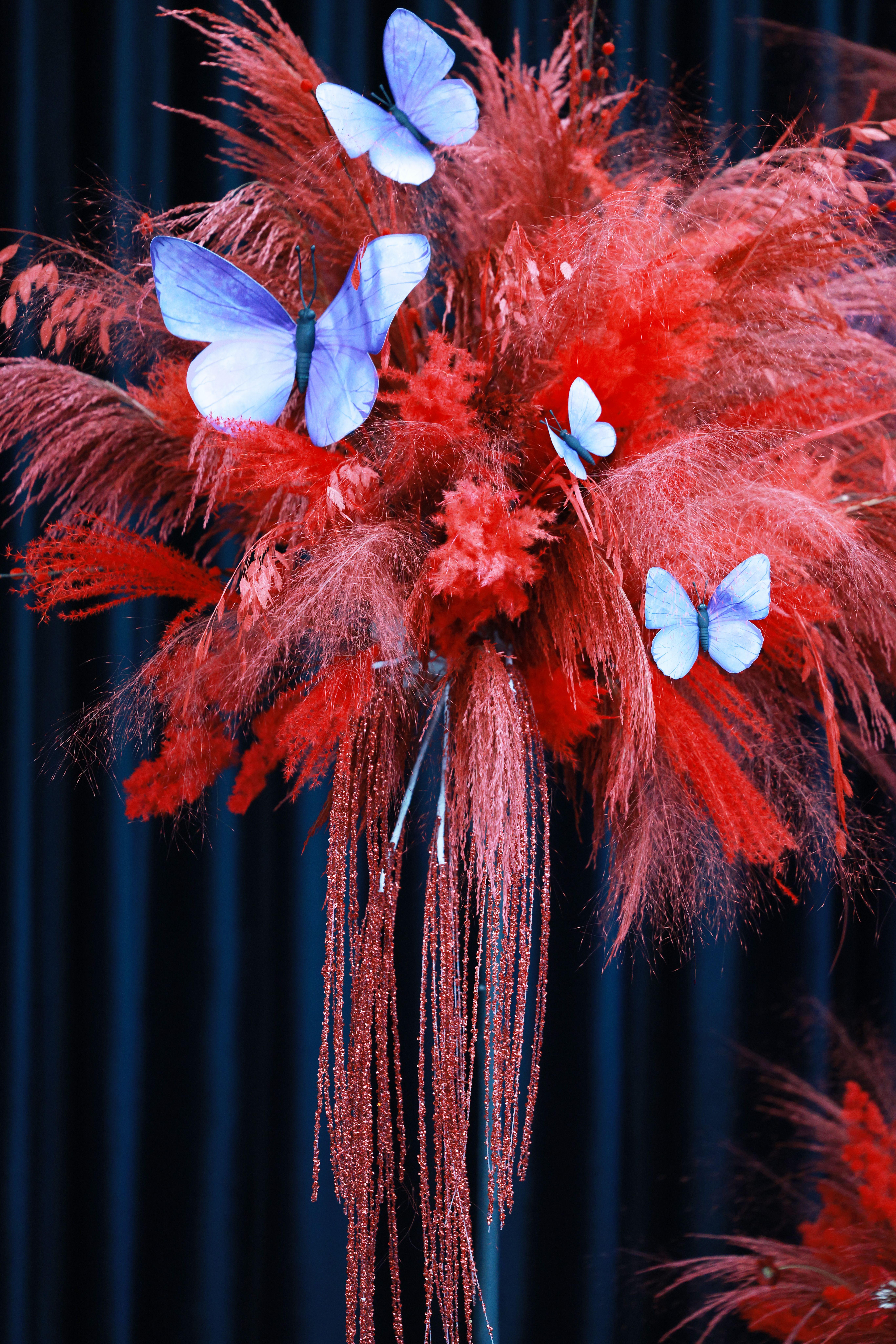 Butterfly Designs Photos, Download The BEST Free Butterfly Designs ...