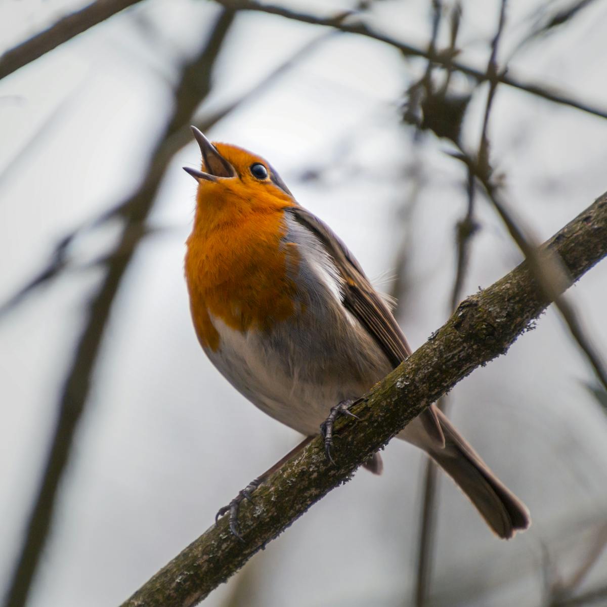 Robin Photos, Download The BEST Free Robin Stock Photos & HD Images