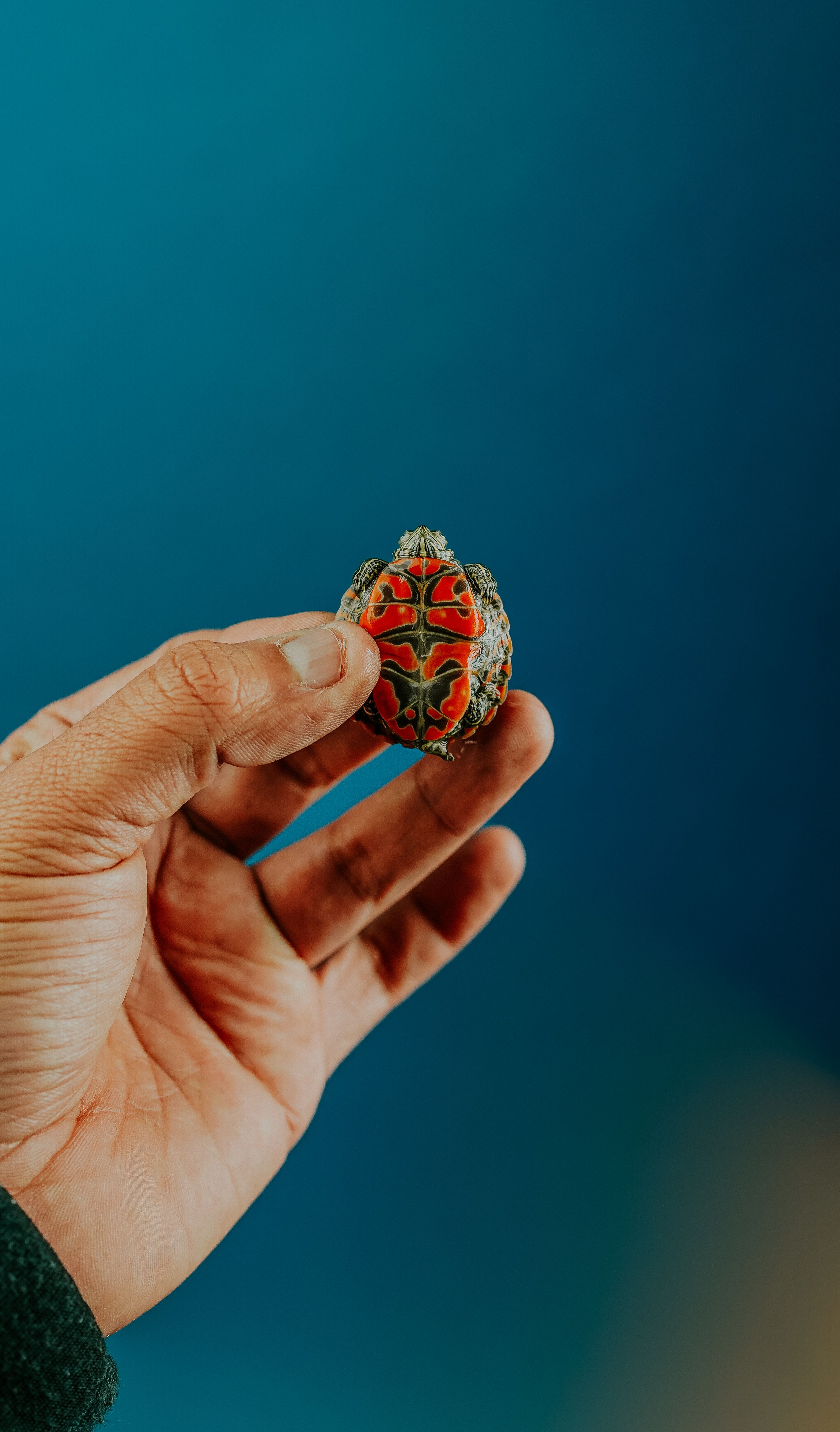 Colorful Turtle Shell Held Against Blue Background · Free Stock Photo