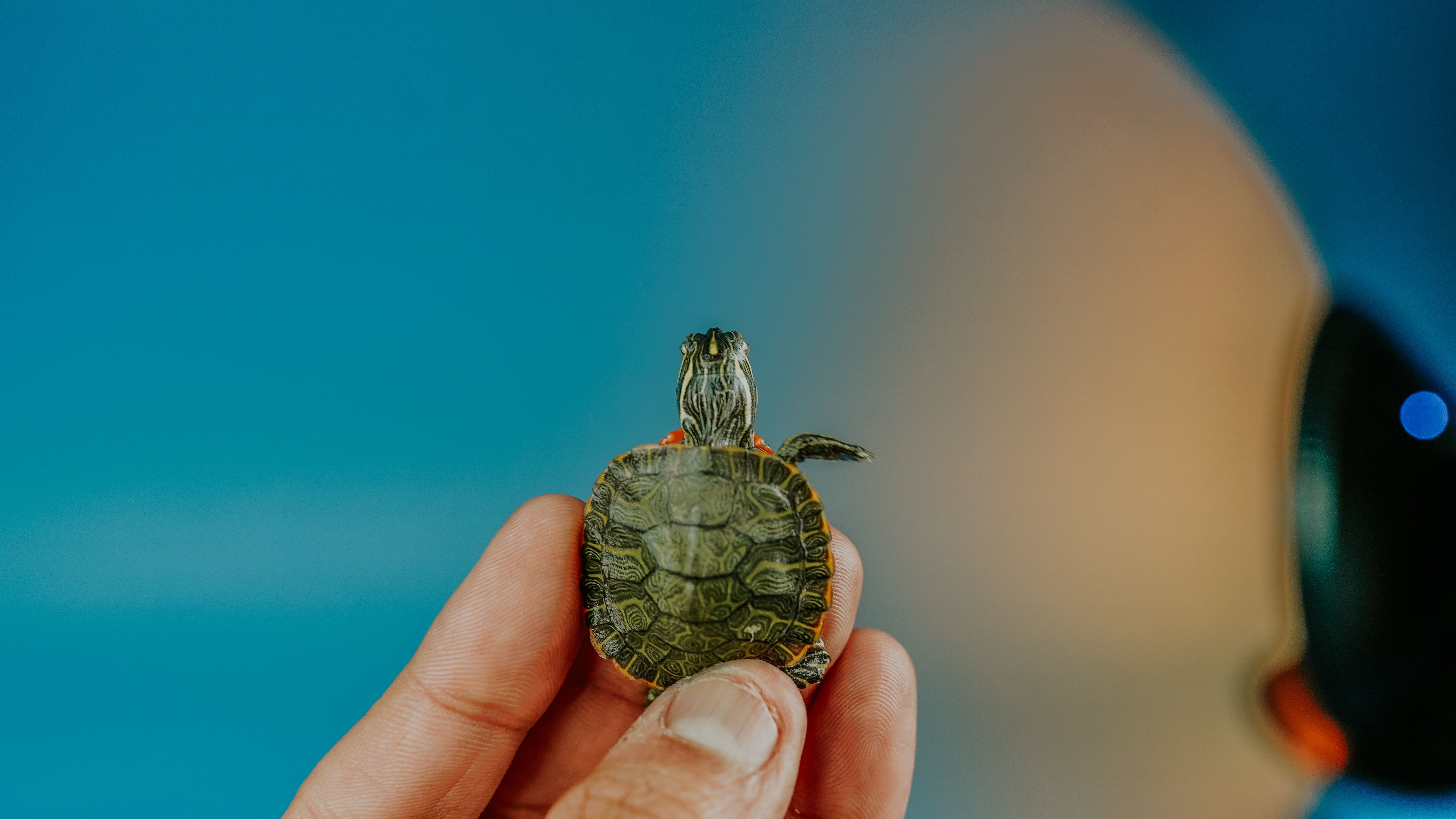 Close-Up of a Small Turtle in a Human Hand · Free Stock Photo