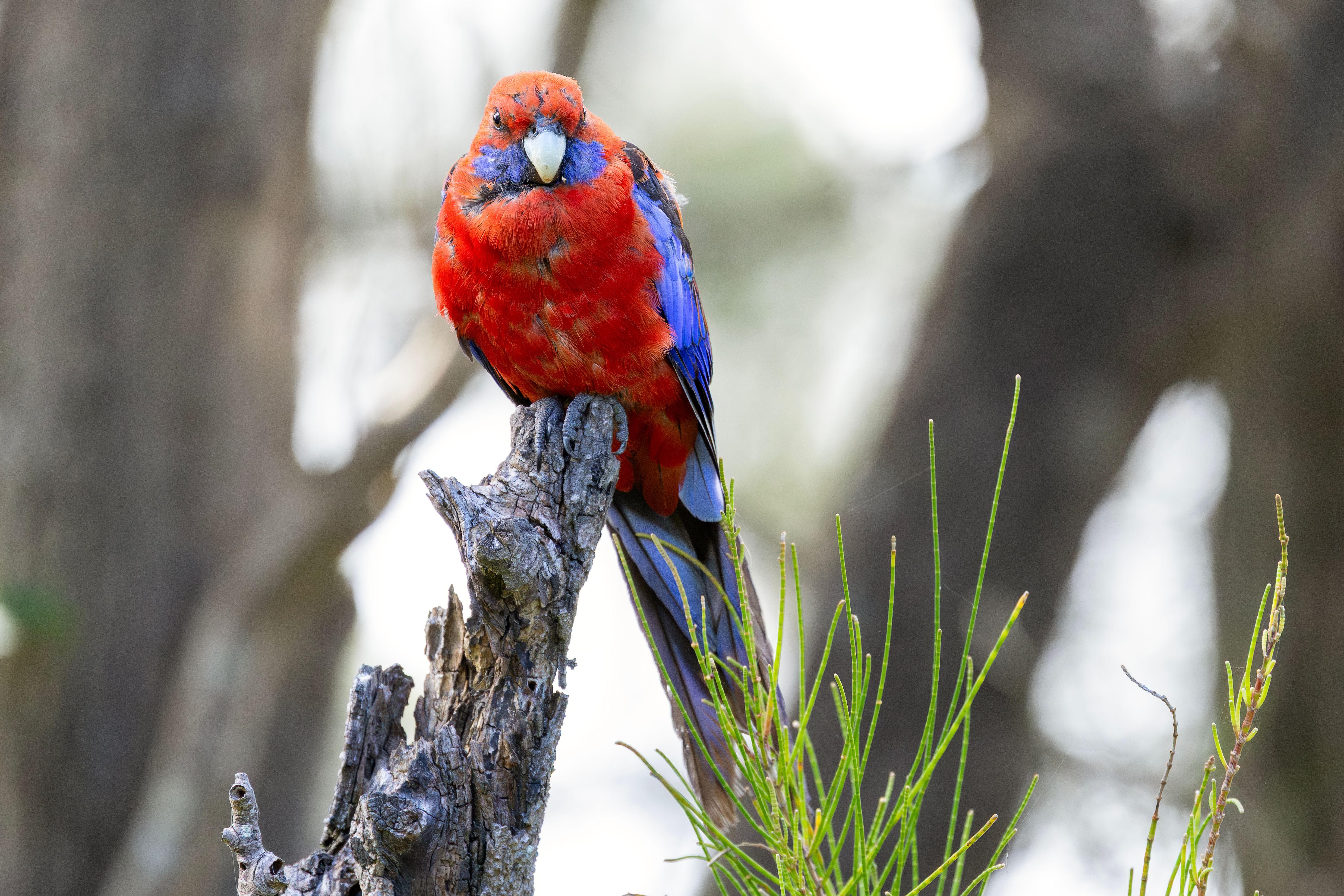 Crimson Rosella Perched in Australian Bush · Free Stock Photo