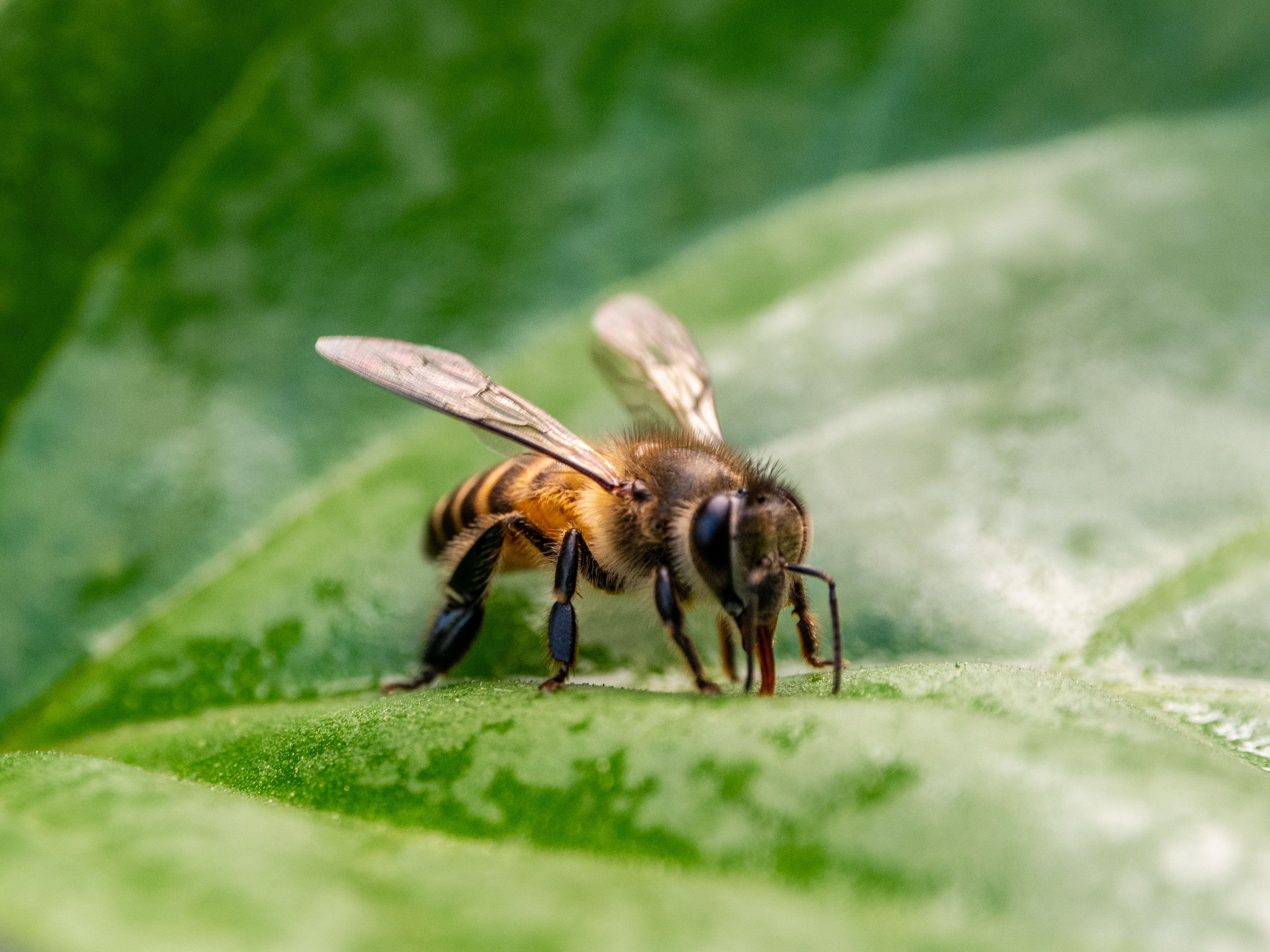 Close-up Honey Bee on Green Leaf in Nature · Free Stock Photo