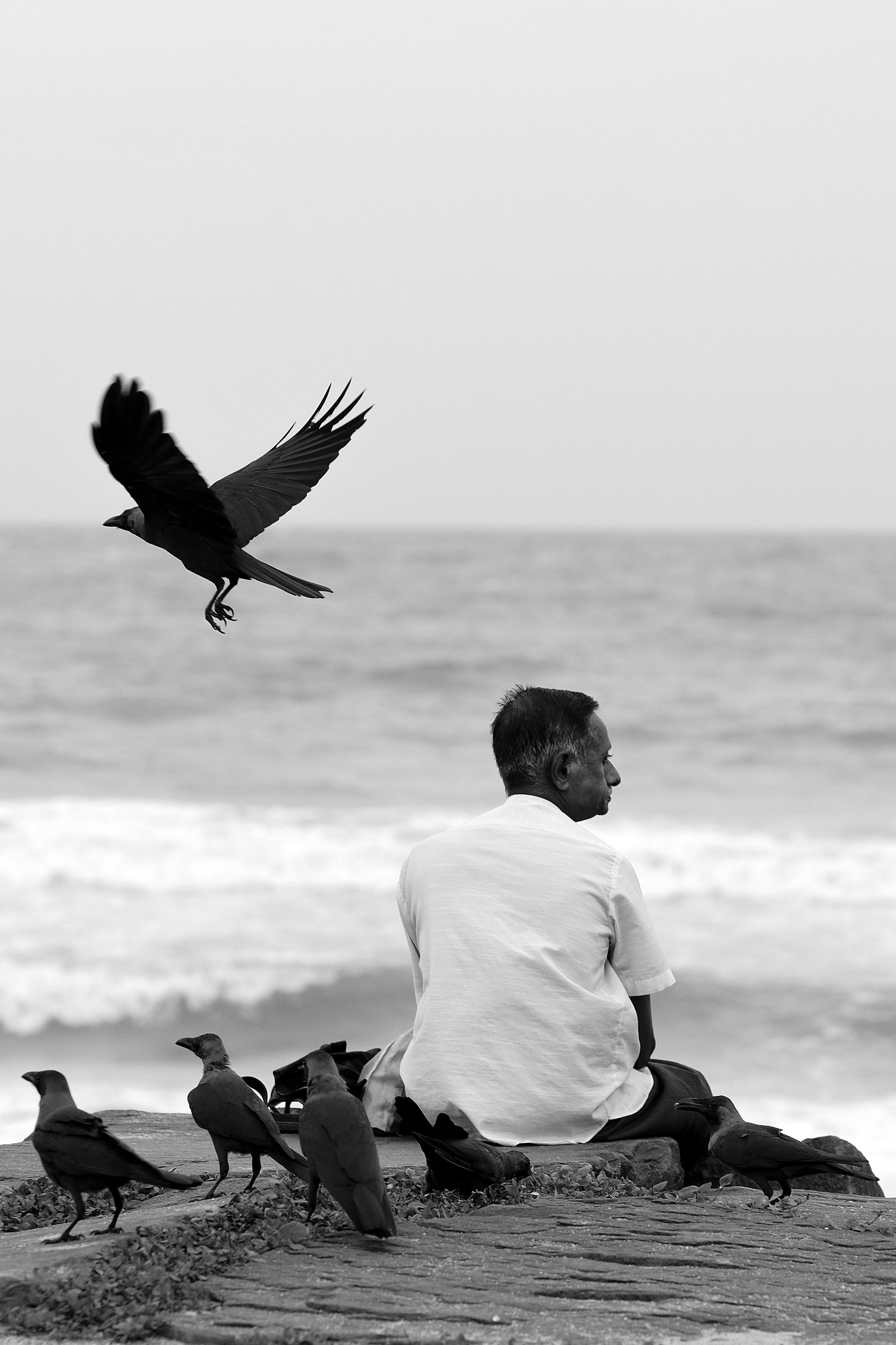 Elderly Man by the Sea with Flying Crow in Black and White · Free Stock ...