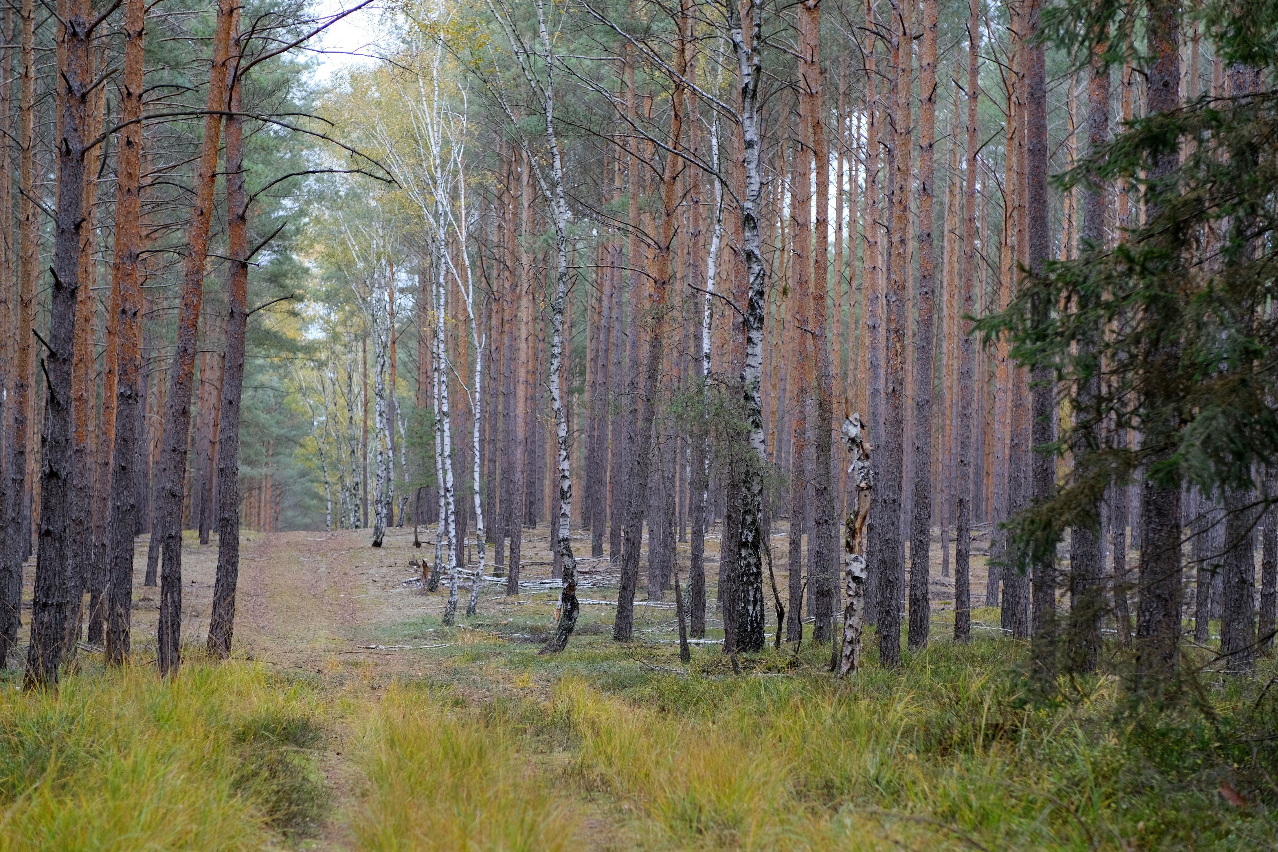 Serene Pine and Birch Forest Path in Autumn · Free Stock Photo