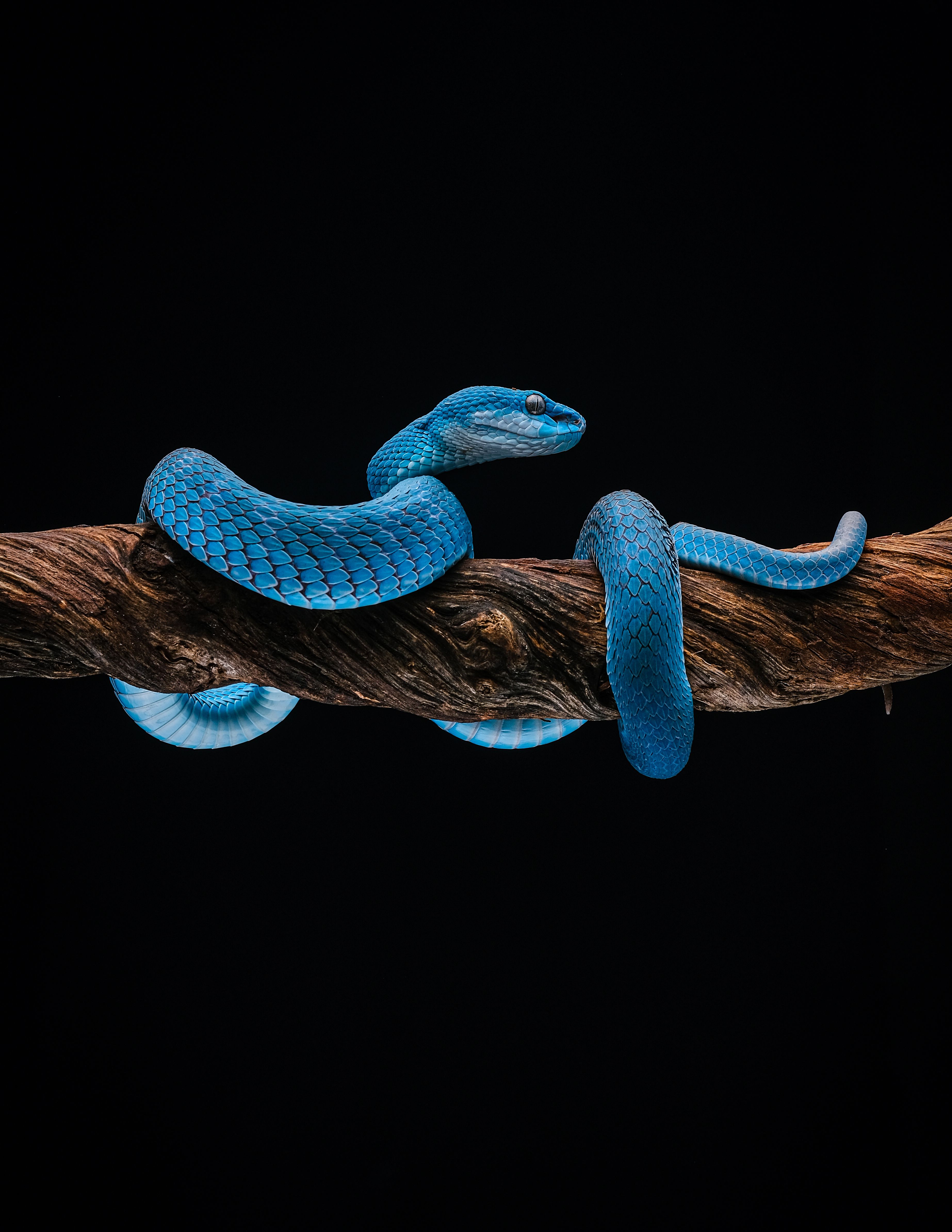 Stunning Blue Viper Coiled on Tree Branch · Free Stock Photo