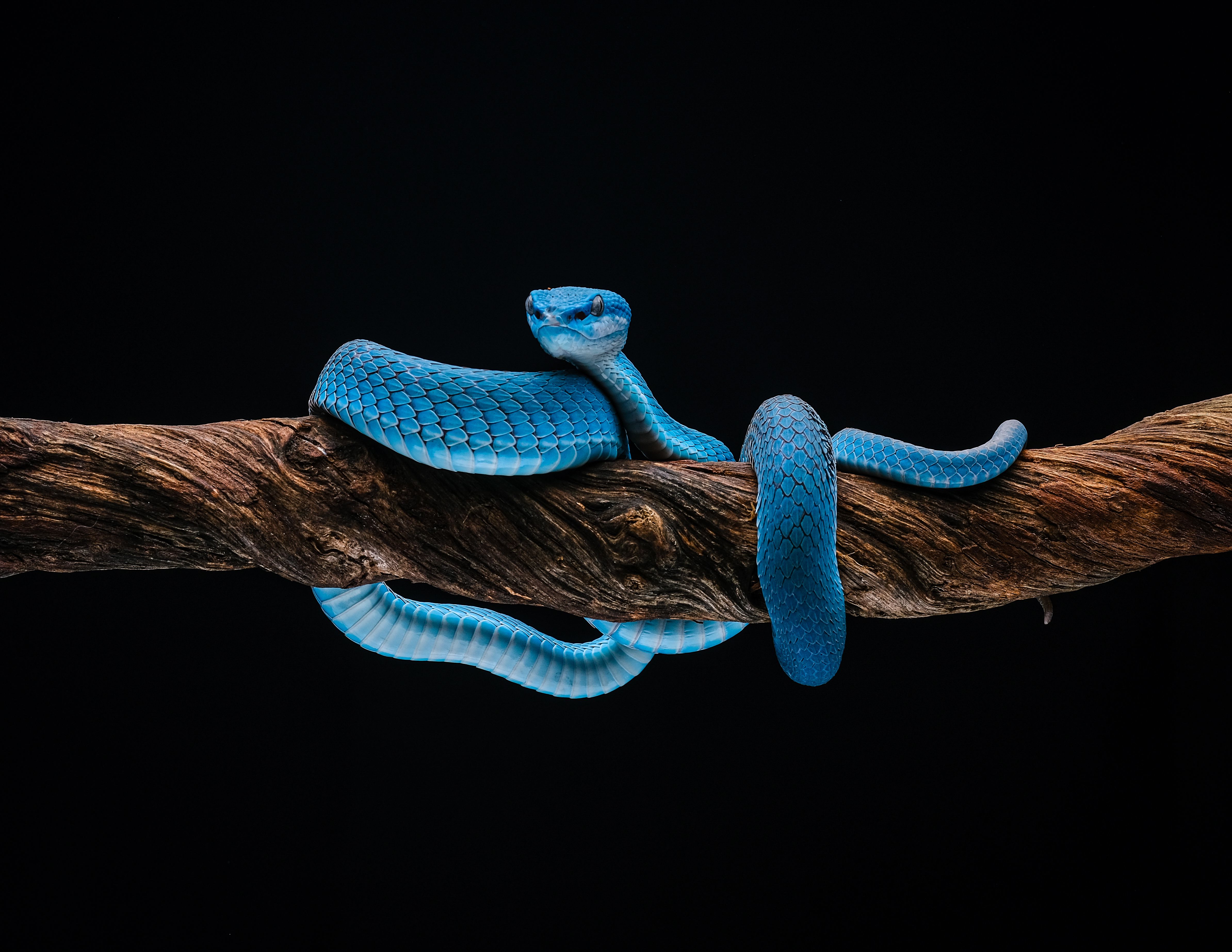 Close-Up of a Blue Viper on Branch · Free Stock Photo