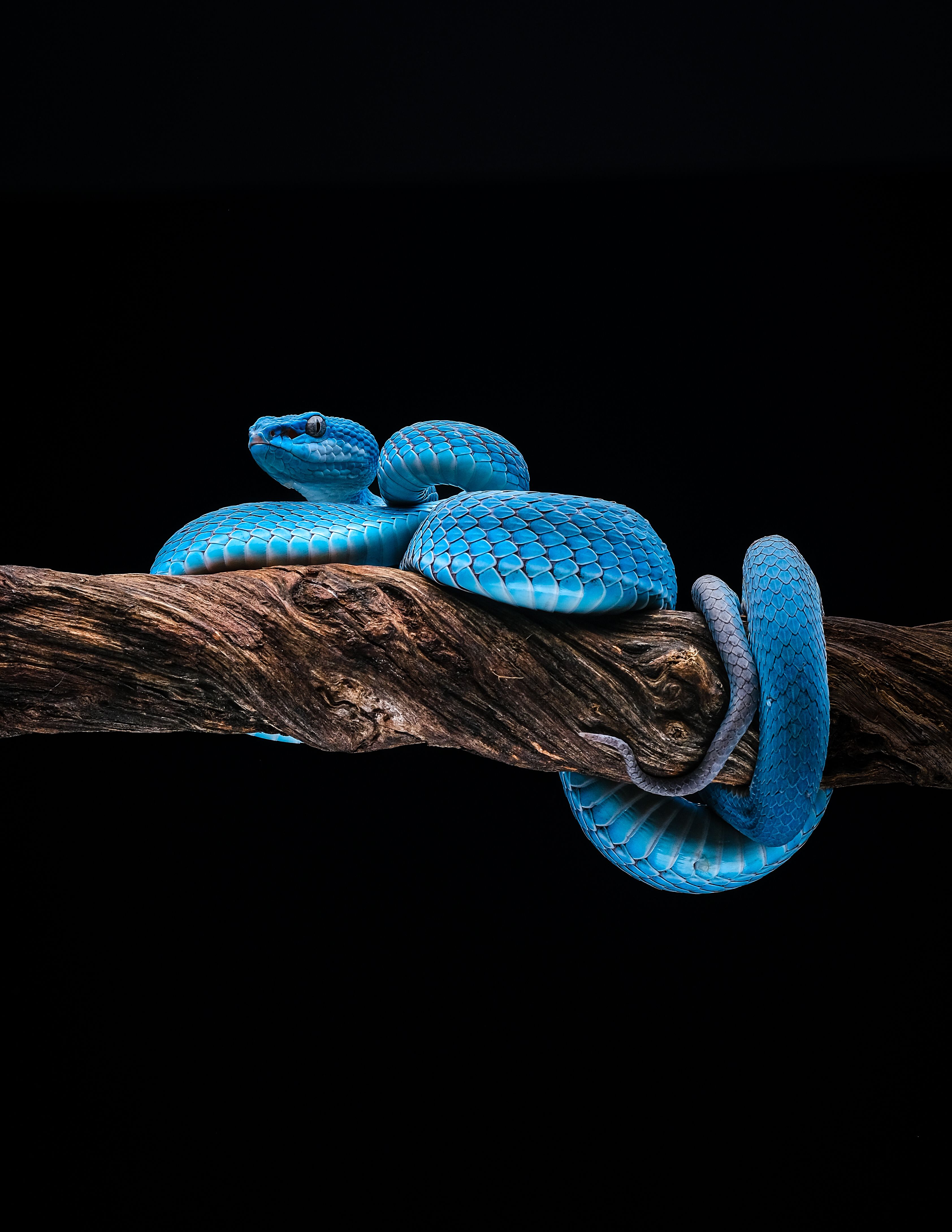 Snake Pit Viper Photos, Download The BEST Free Snake Pit Viper Stock ...