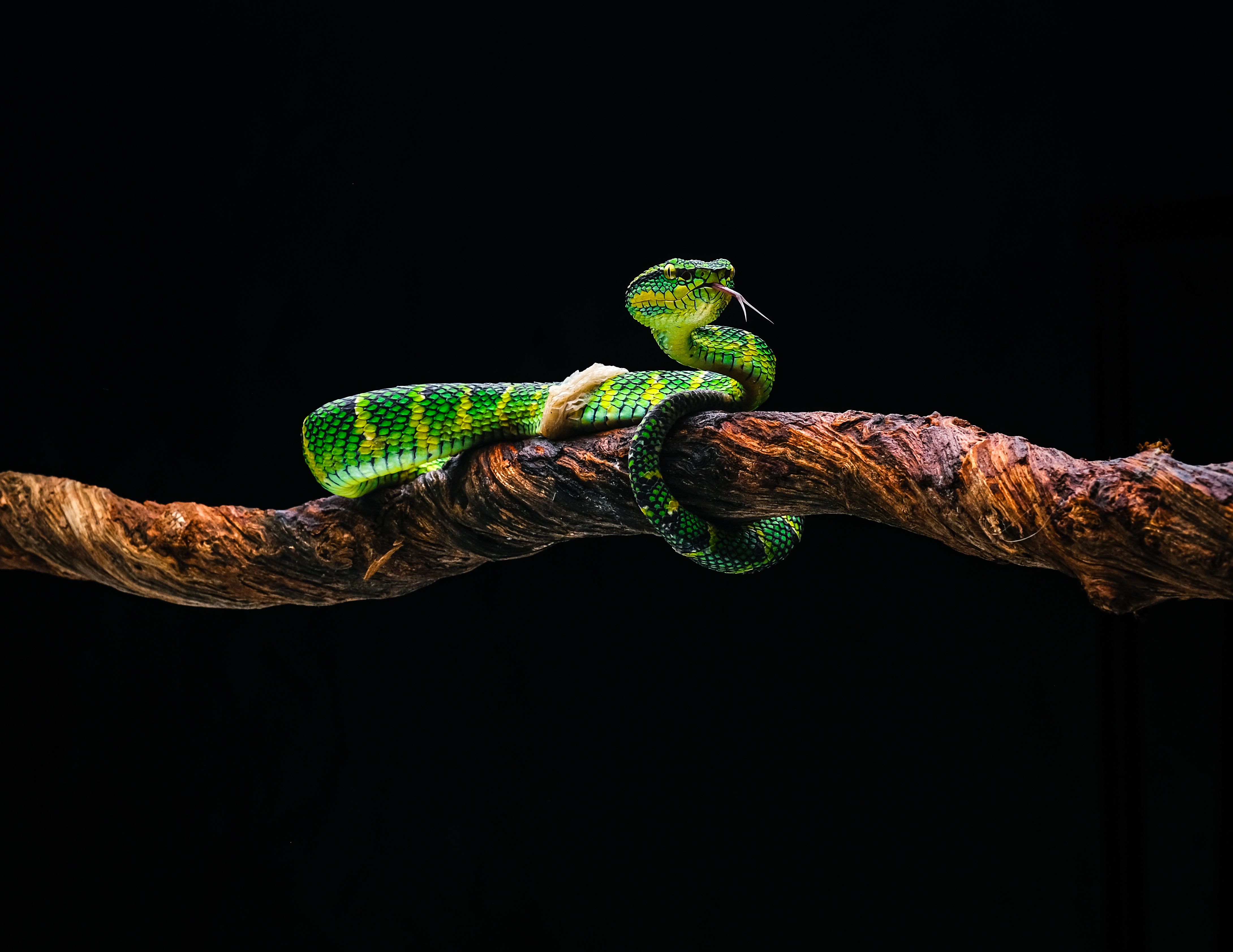 Vibrant Green Viper Coiled on Tree Branch · Free Stock Photo